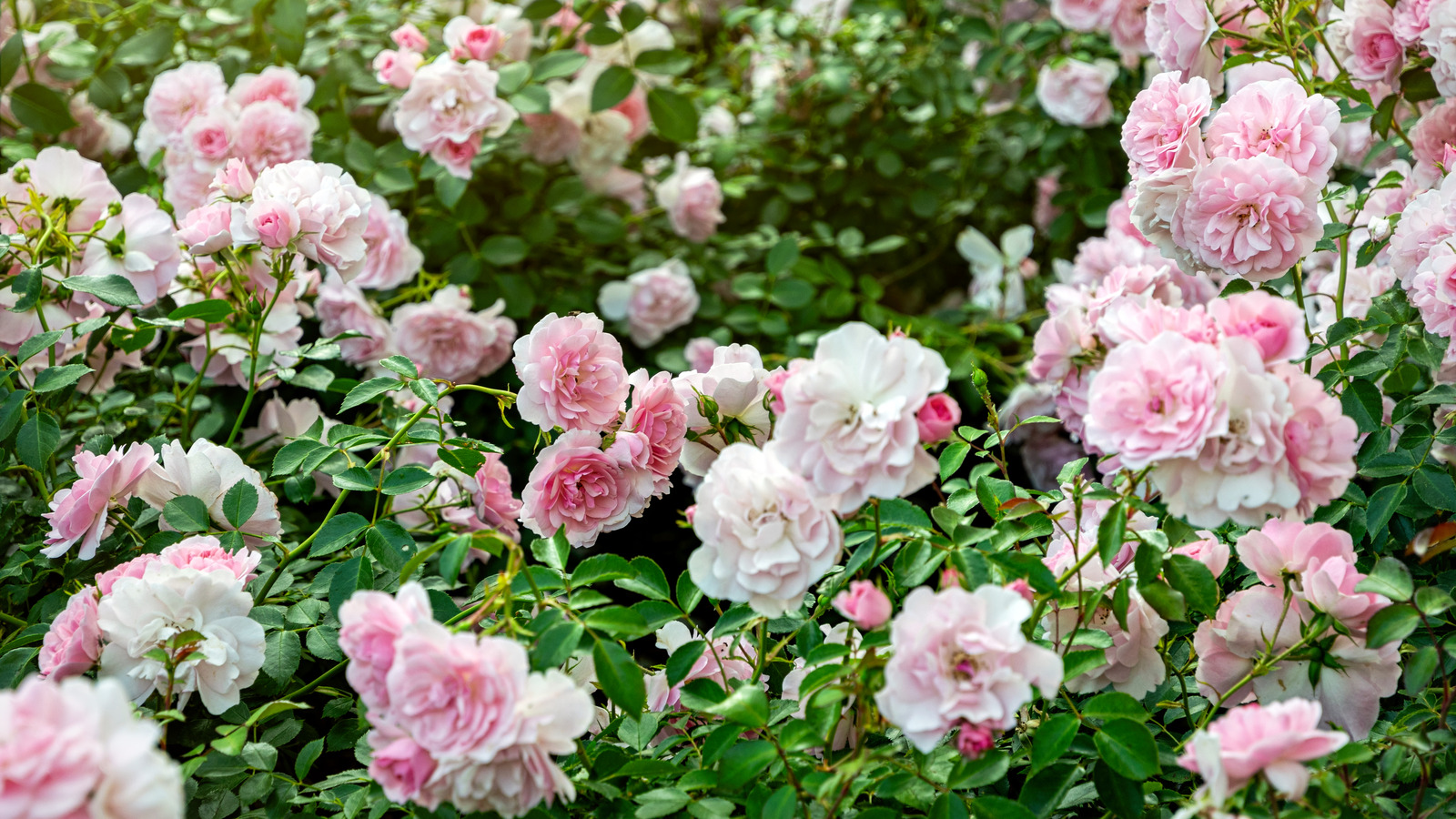Give Rose Bushes A Natural Boost With A Kitchen Scrap You'd Be Tossing ...