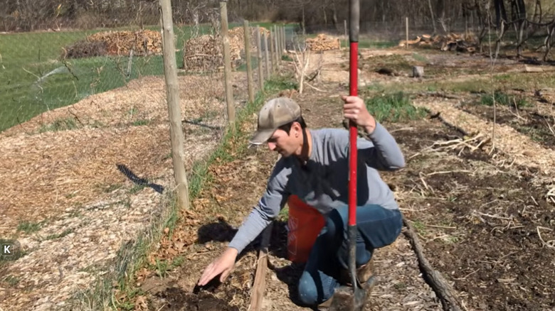 Give Tomatoes A Major Nutrient Boost With DIY Fertilizer That Uses A ...