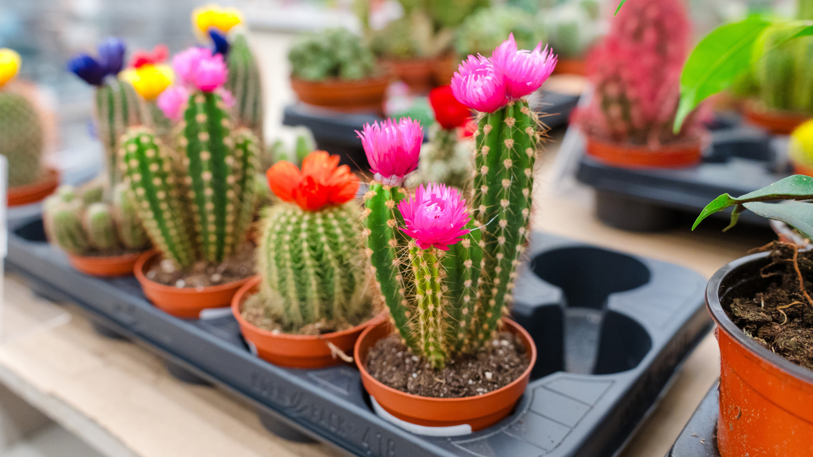 Glued Flowers Are Showing Up On Succulents: Here's Why You Should Avoid ...