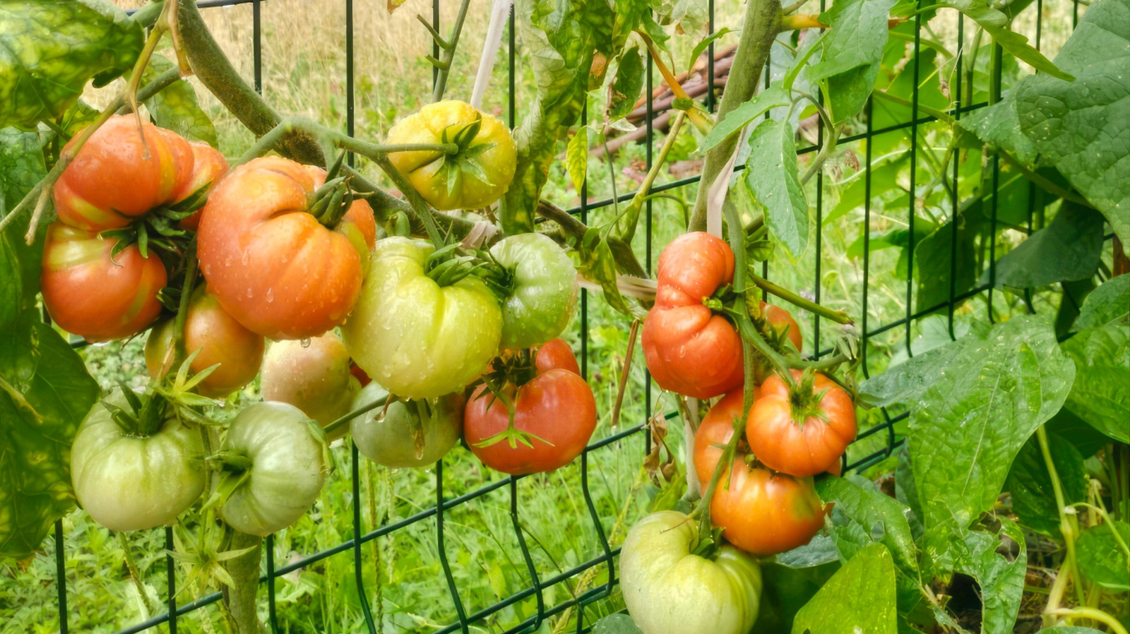 Goodbye, Traditional Tomato Cages: This Budget-Friendly Alternative ...