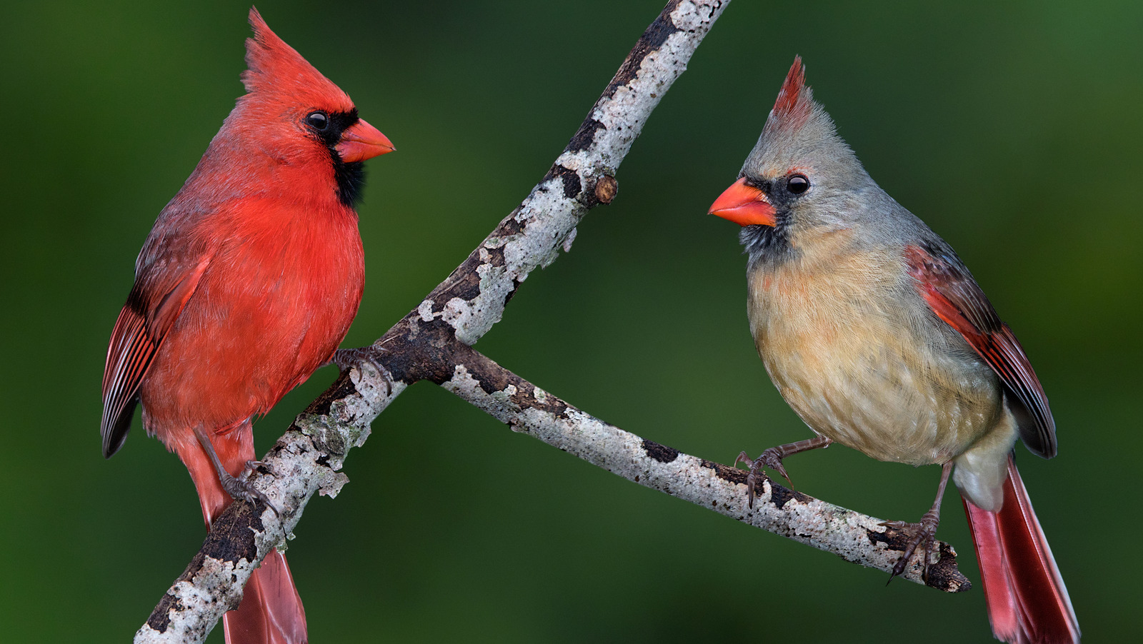 Gorgeous Midwest Birds You'll Want To Try Attracting To Your Yard