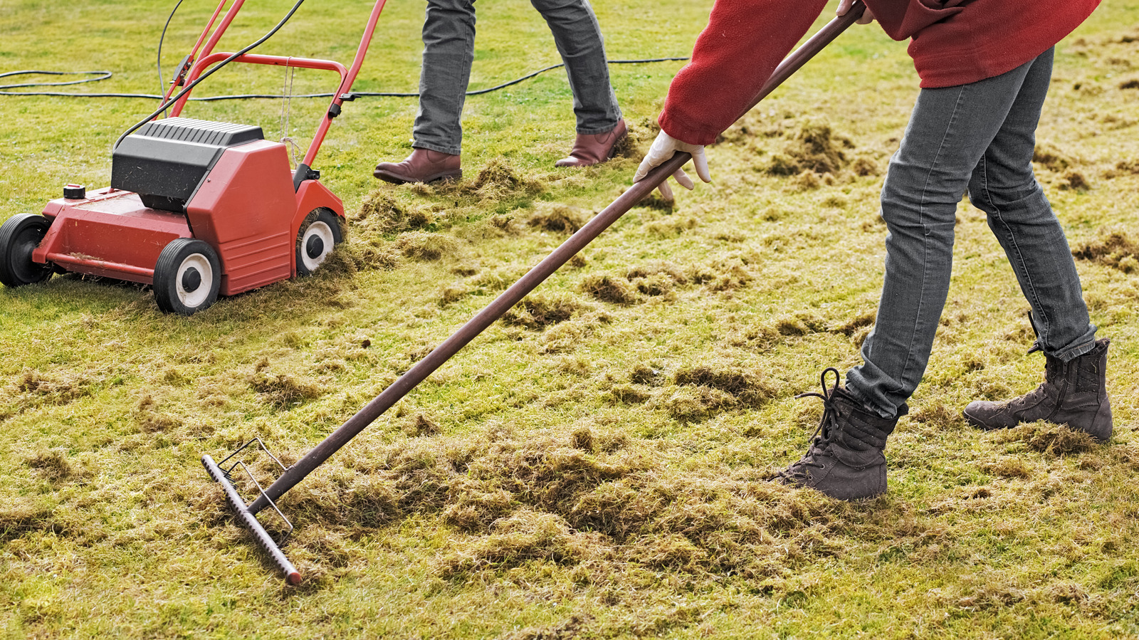 Grass Types That May Be Getting Damaged By Raking