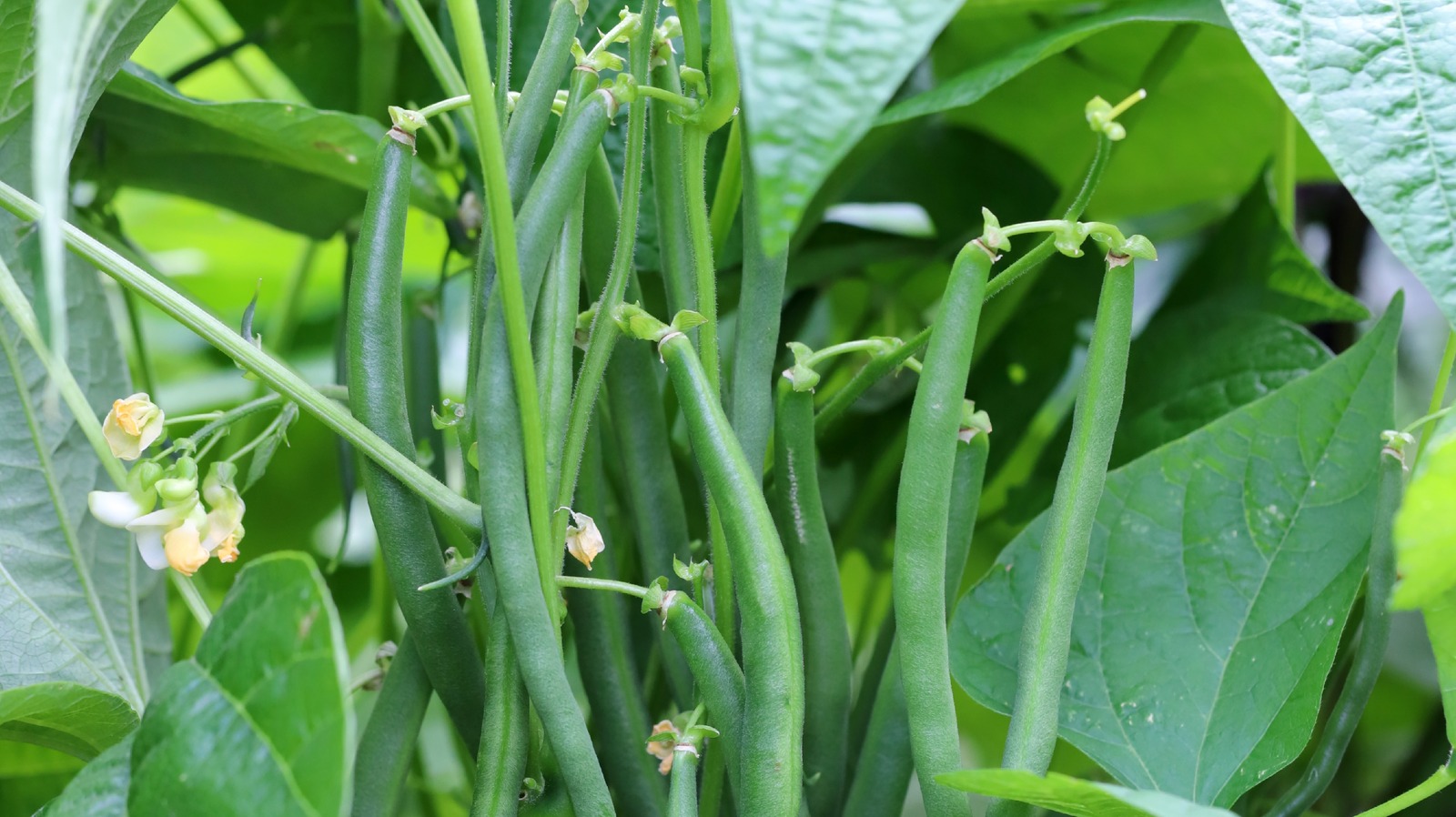 Grow Green Beans All Year-Round With These Indoor Gardening Tips