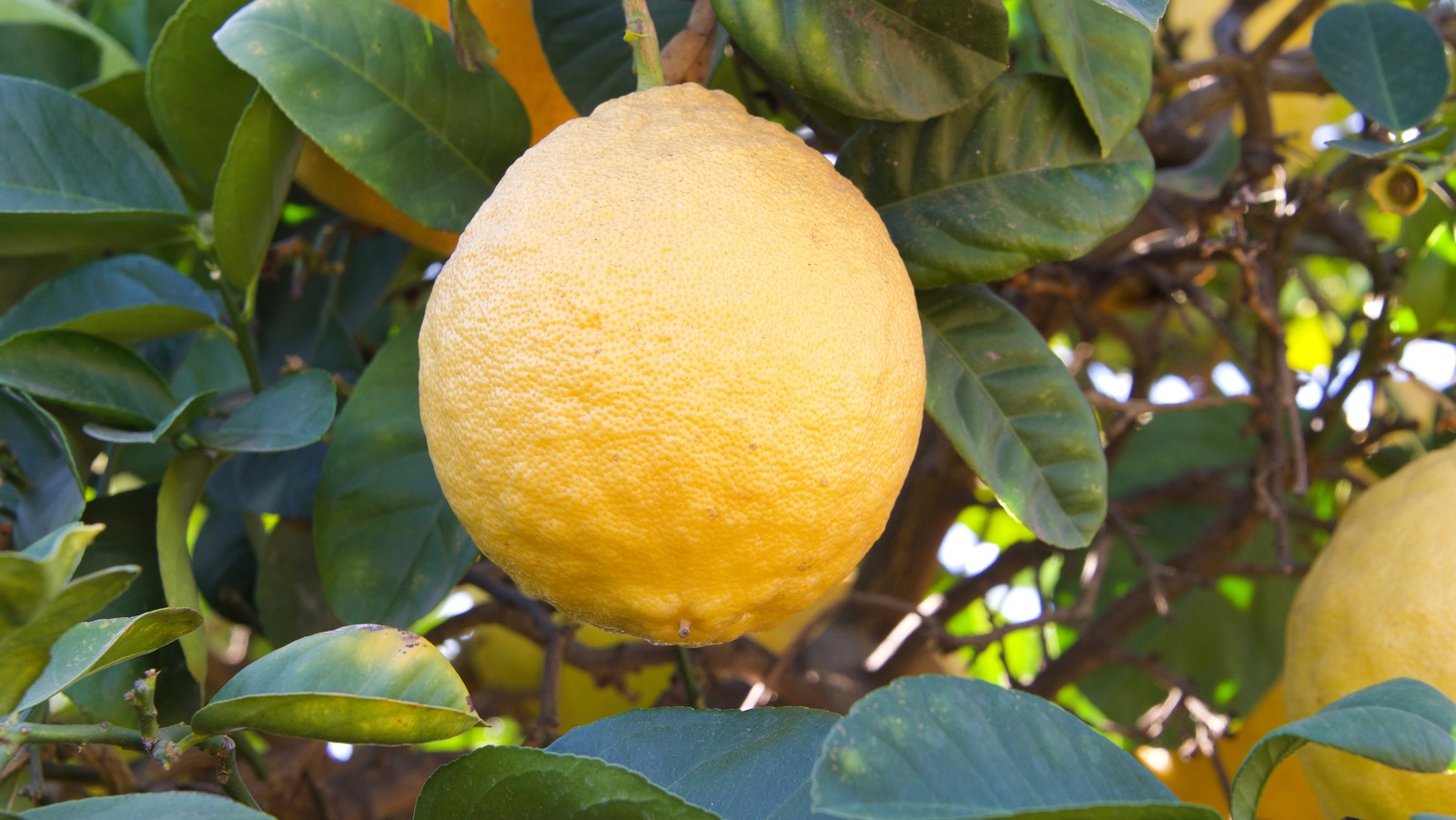 Grow One Citrus Tree Variety For The Biggest Lemons You've Probably ...