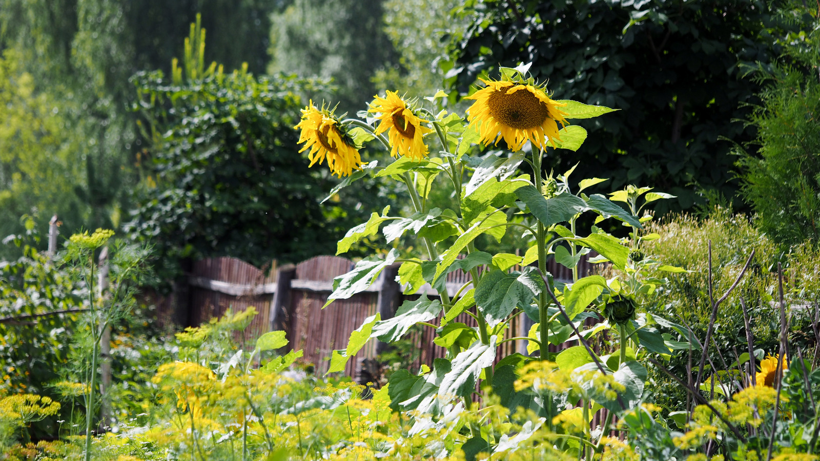 Grow The Biggest Sunflowers With 16 Smart Tips