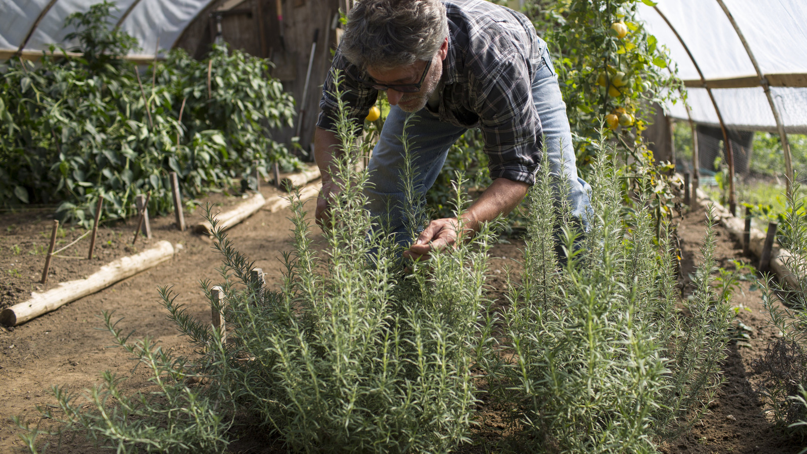 Grow These 20 Flowers With Rosemary And Fill Your Garden With Pollinators
