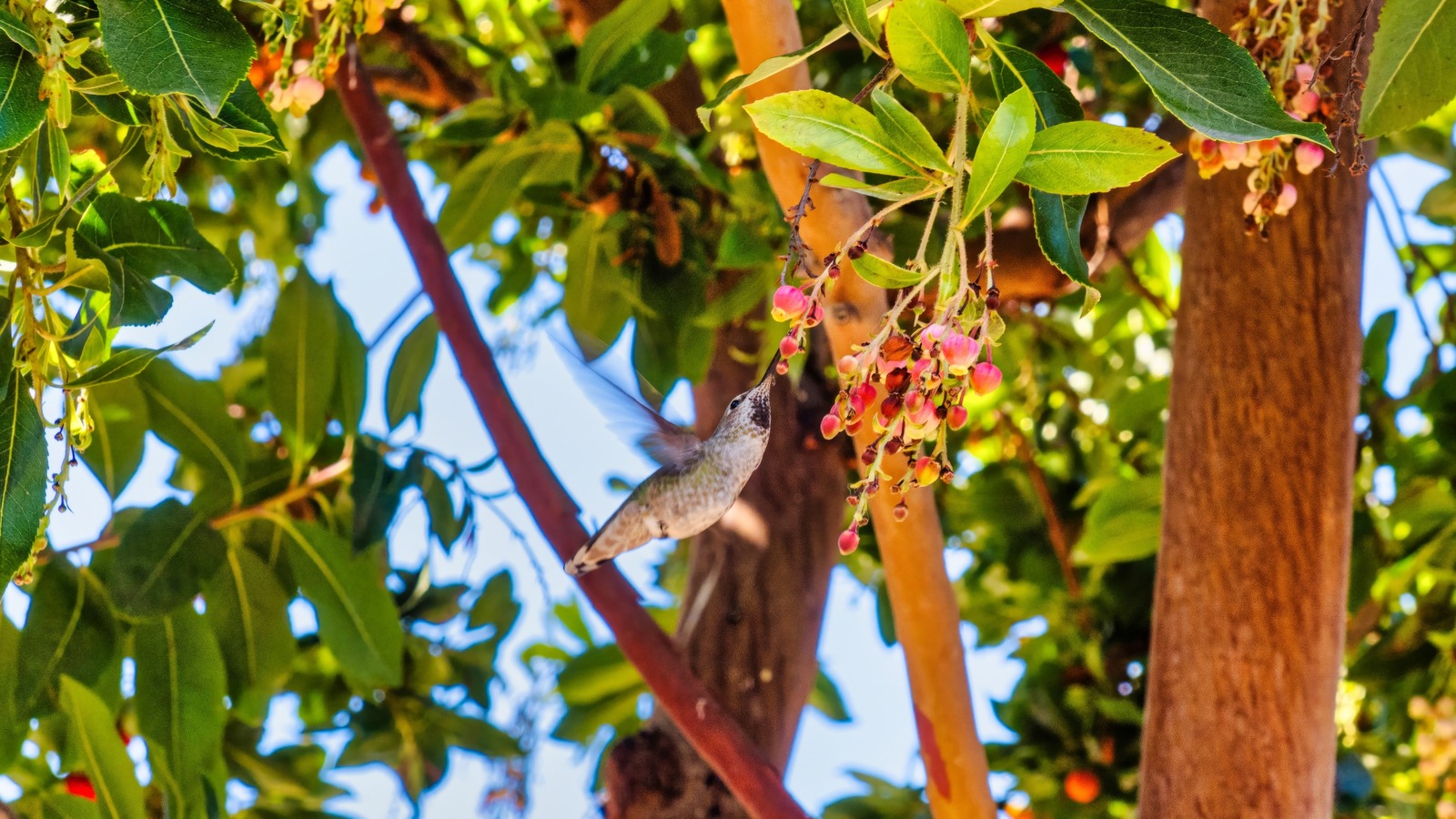 Grow These Popular Fruit Plants To Attract Hummingbirds To Your Yard