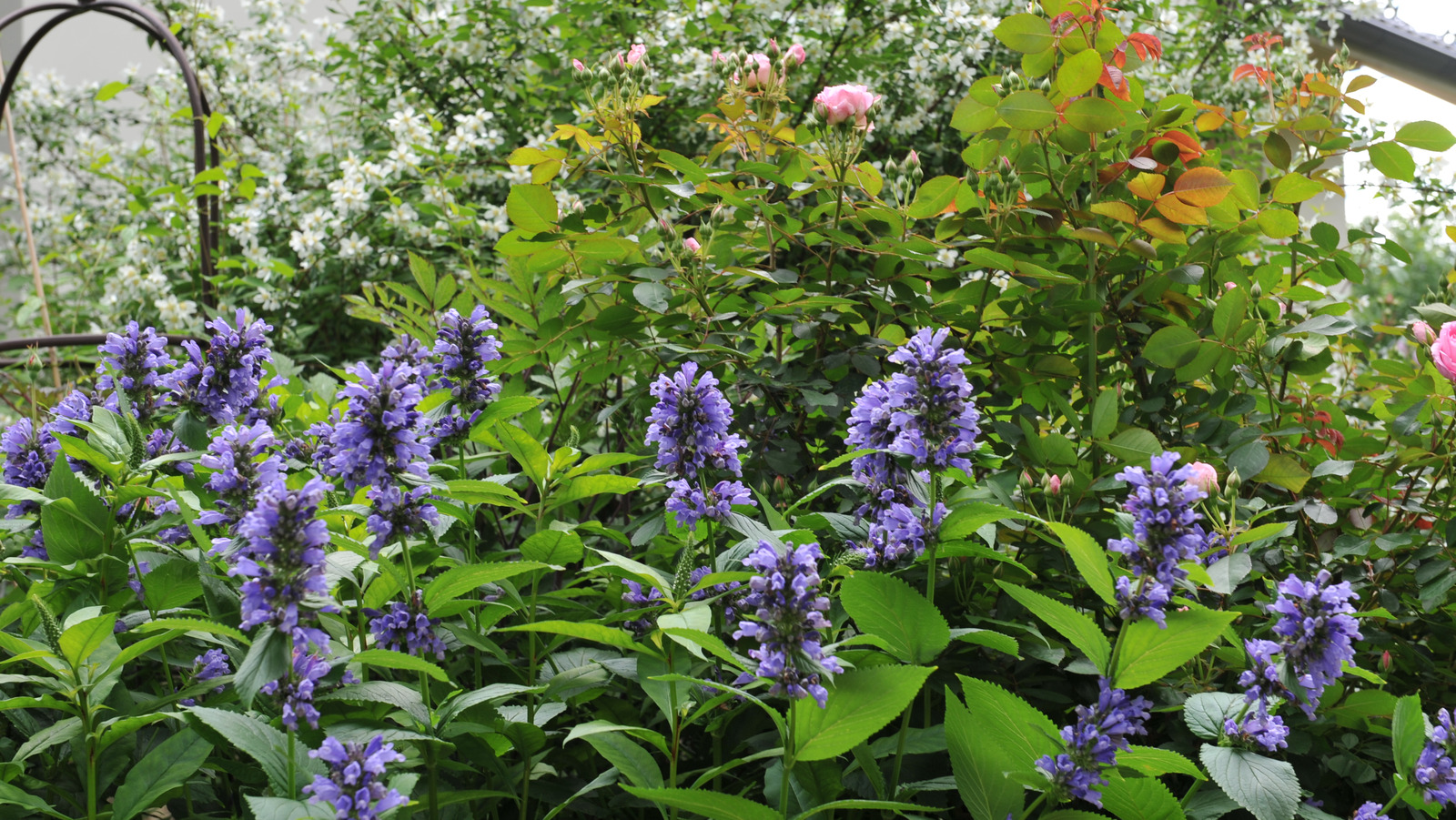 Growing Catmint Near Your Rose Bushes Has One Major Benefit
