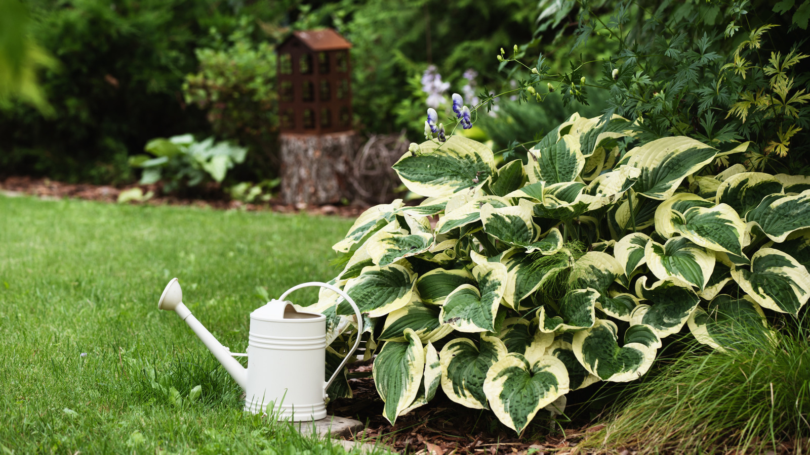 Best Hosta Companions: This Easy-To-Grow Plant Is The Perfect Choice