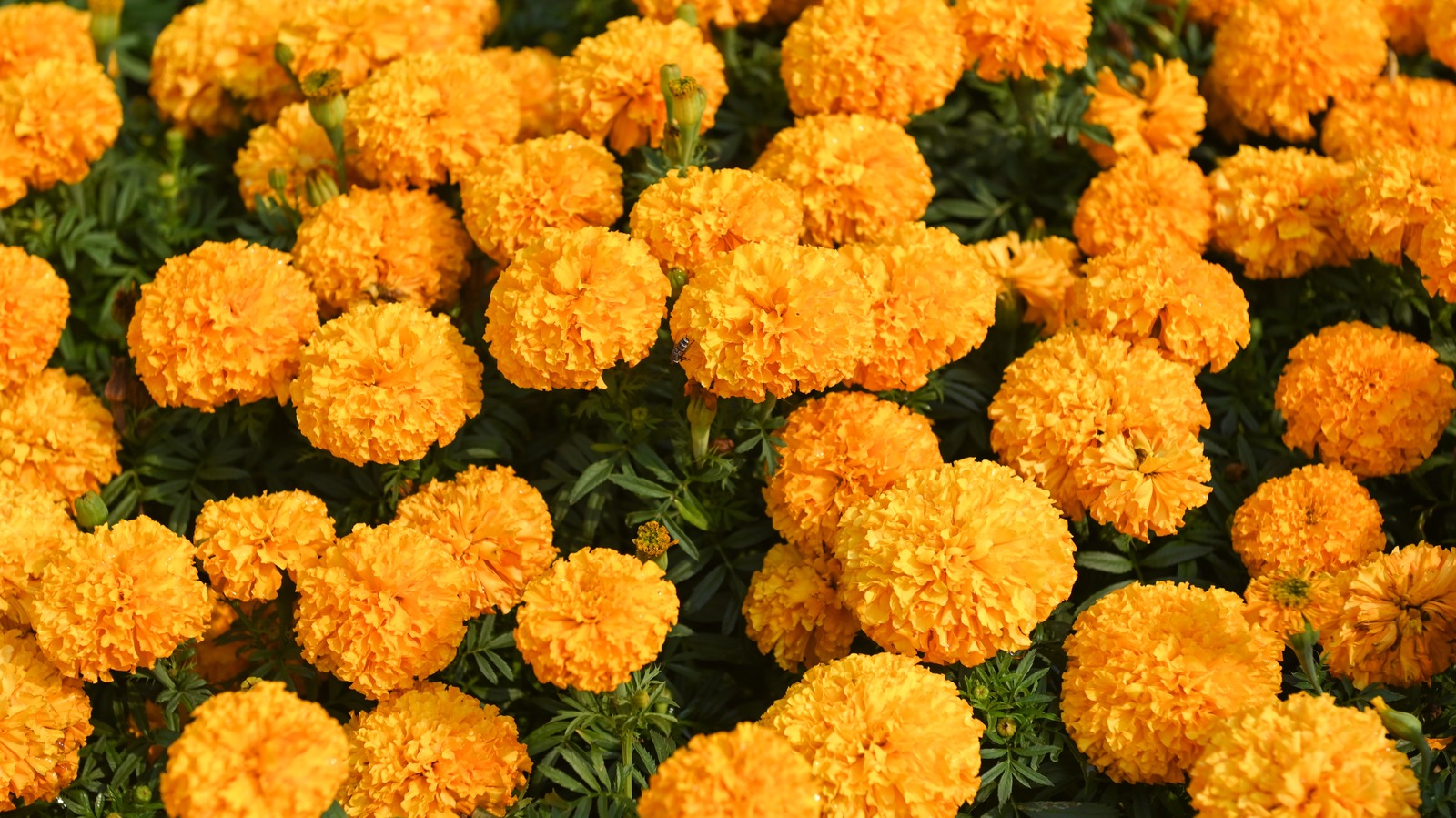 Growing Marigolds Is Easy If You Avoid These Common Mistakes