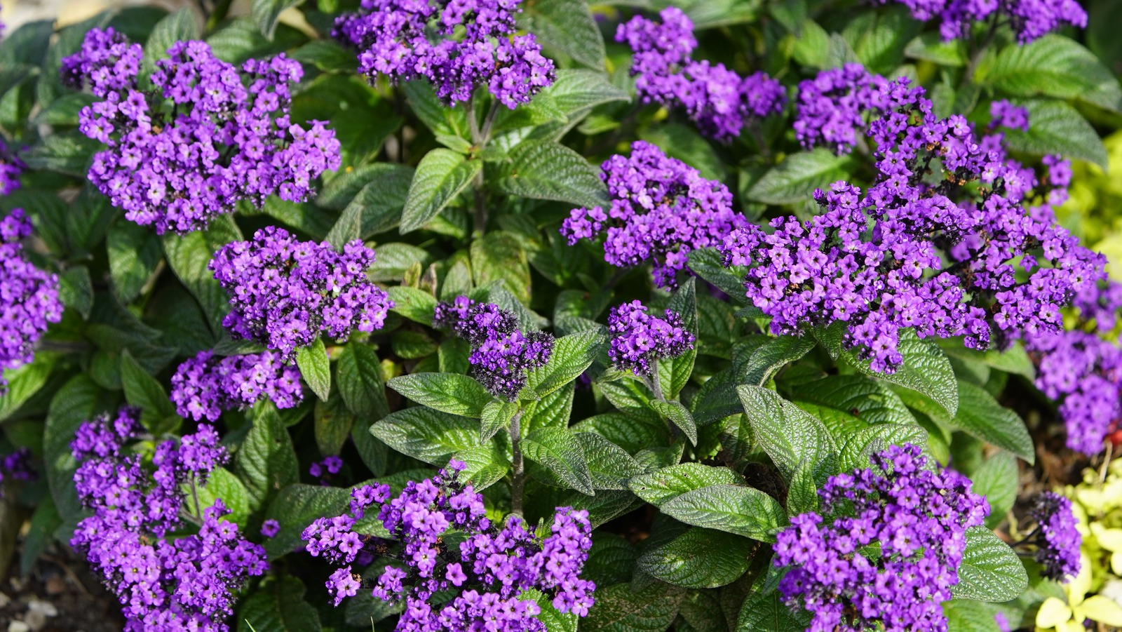 The Heliotrope Flowers That Are Good For Your Yard Versus The Invasive Ones