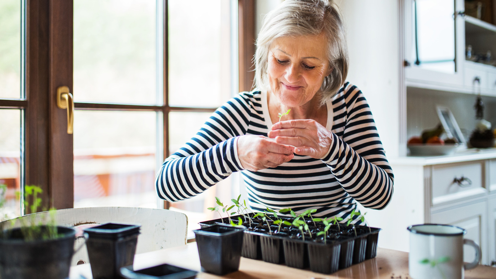 Herbs You Can Start Sowing Indoors In Late Winter For A Spring Garden