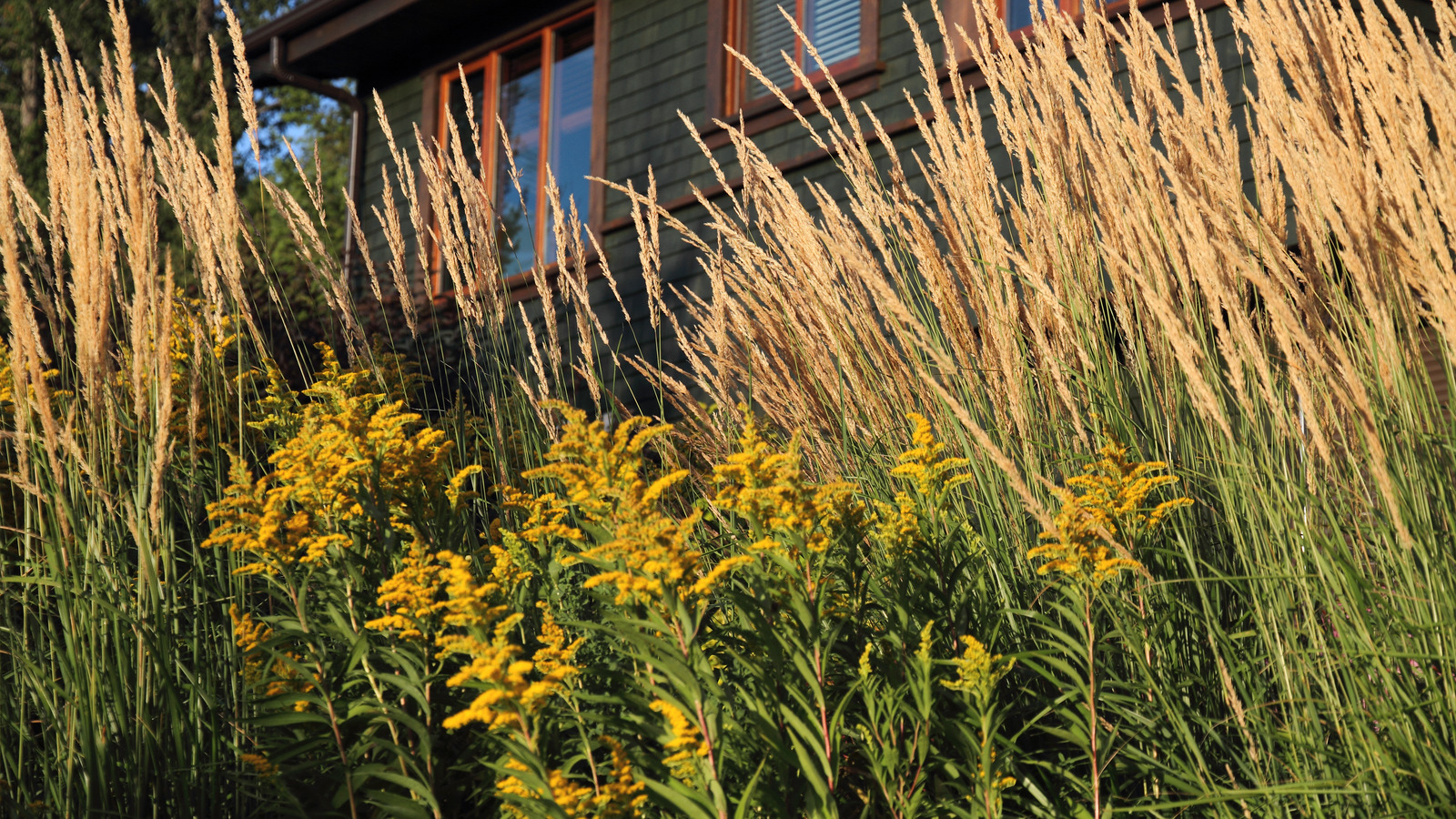 Here Are Four Native Ornamental Grasses You Should Consider For Your Yard