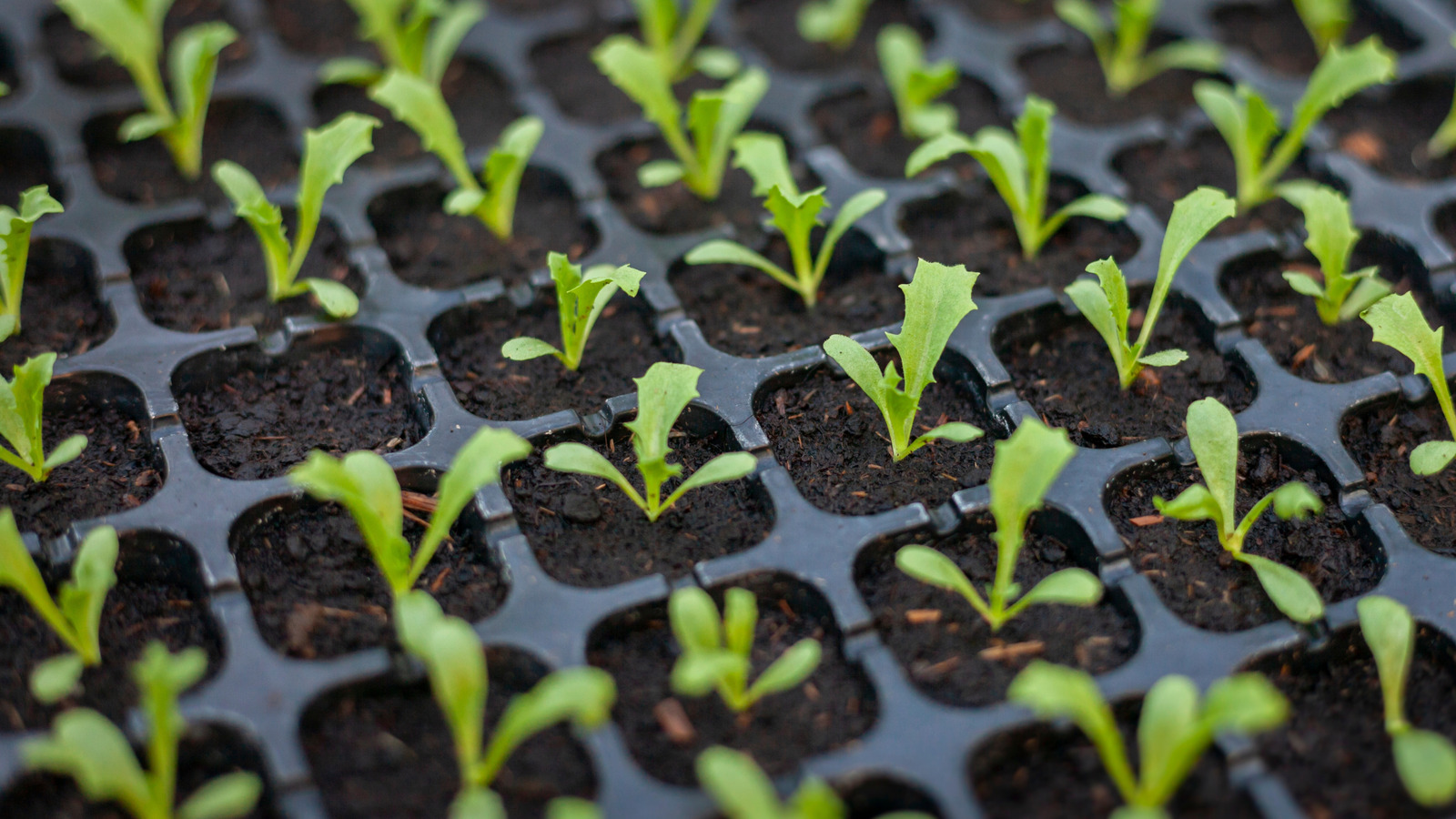 Here's Exactly How Often You Should Be Watering Seedlings