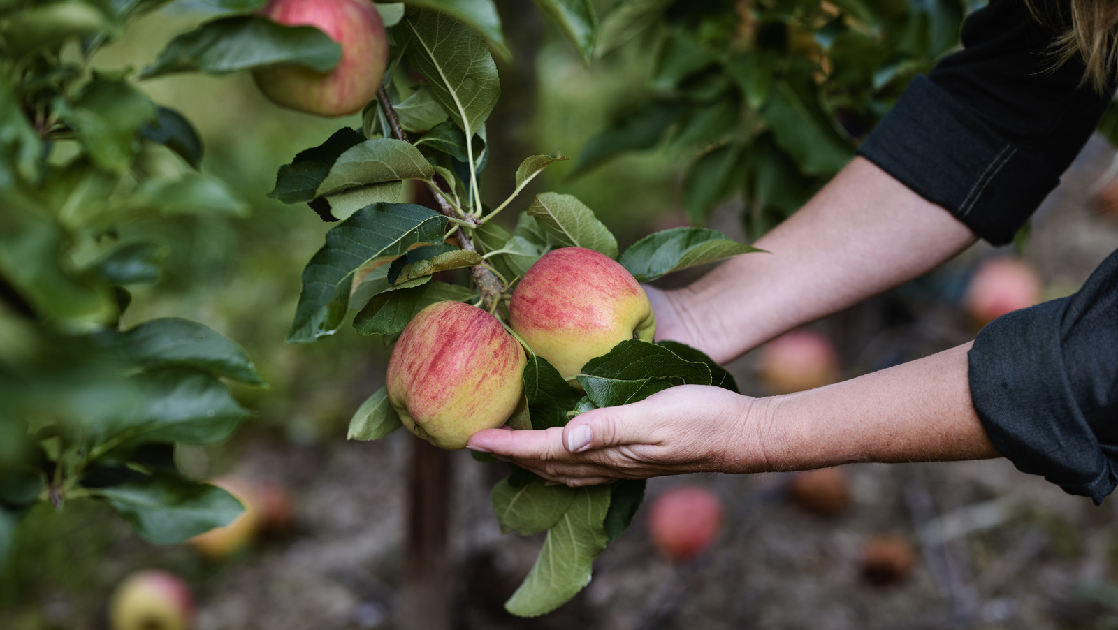 Discover The Best Conditions And Timing For A Flourishing Apple Harvest.