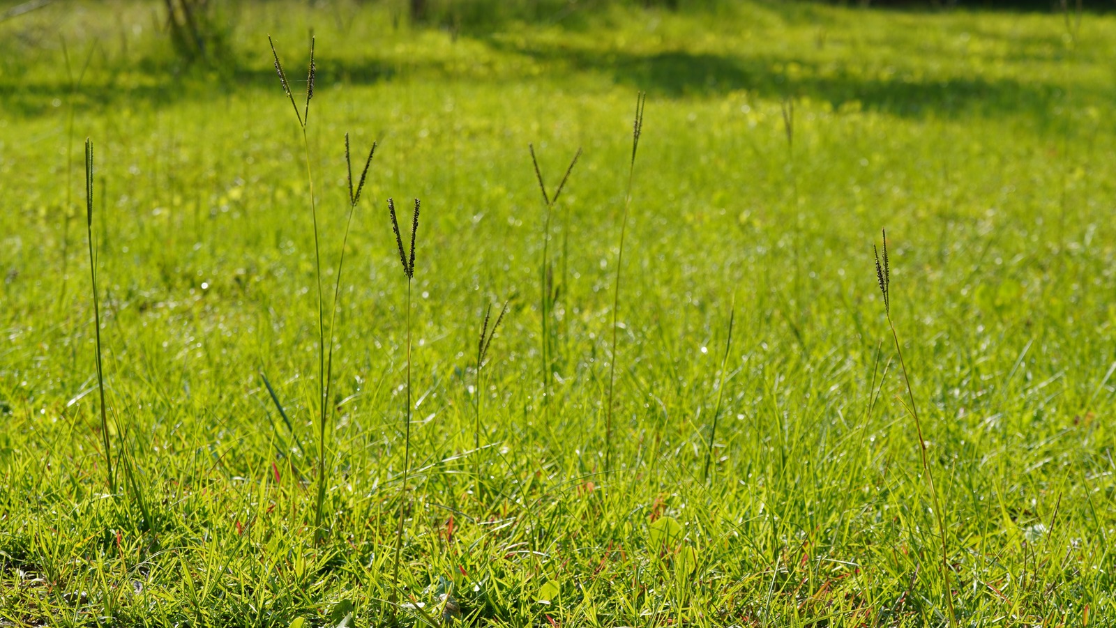Heres How To Cut Out The Invasive Bahiagrass Thats Taking Over Your Lawn