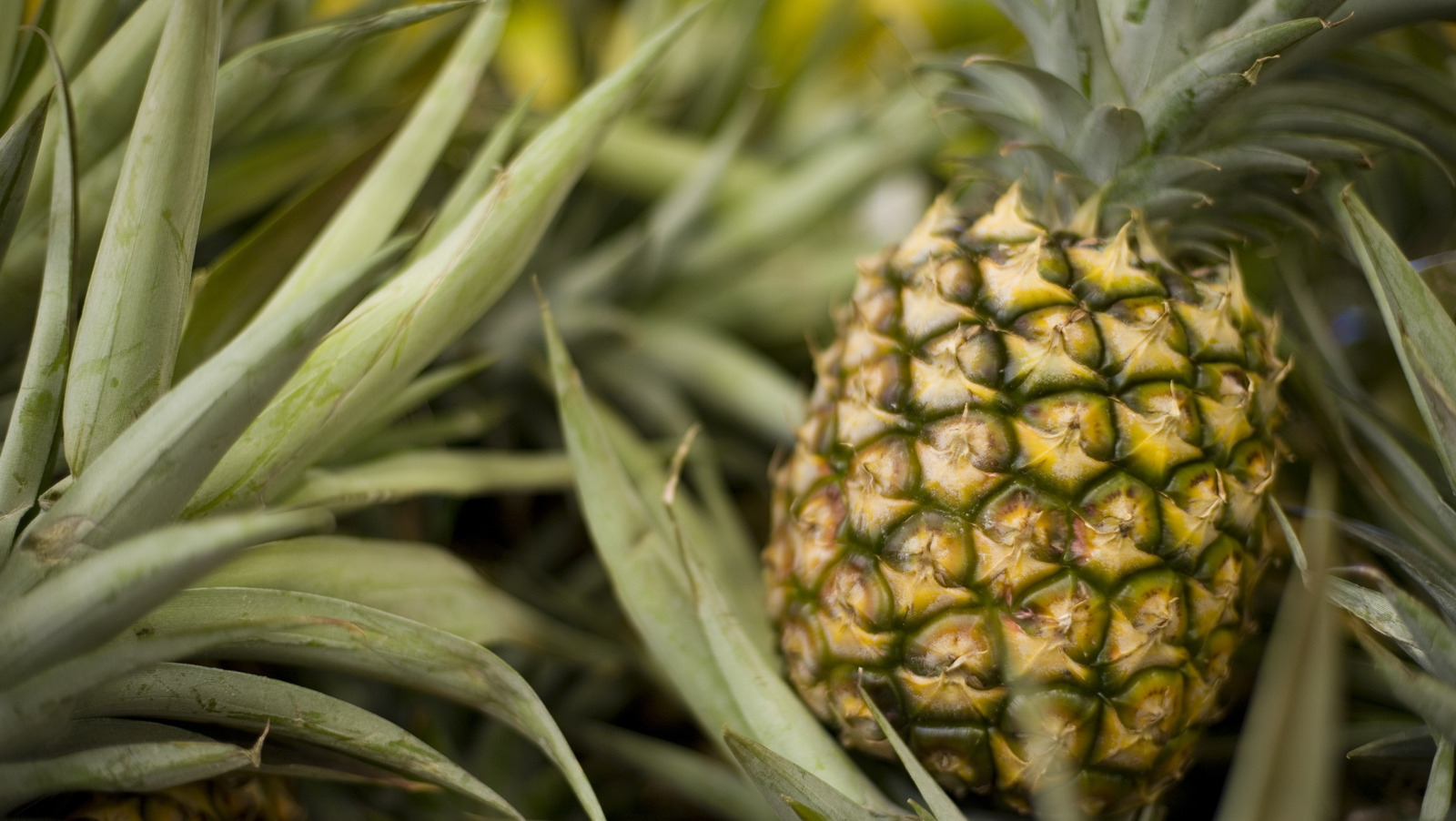 Here's How You Grow A Pineapple Plant From The Fruit