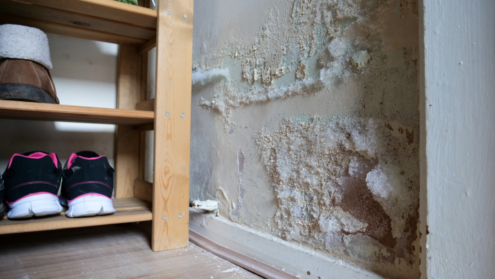 Moisture Is The Culprit Of Your White Mold Problem