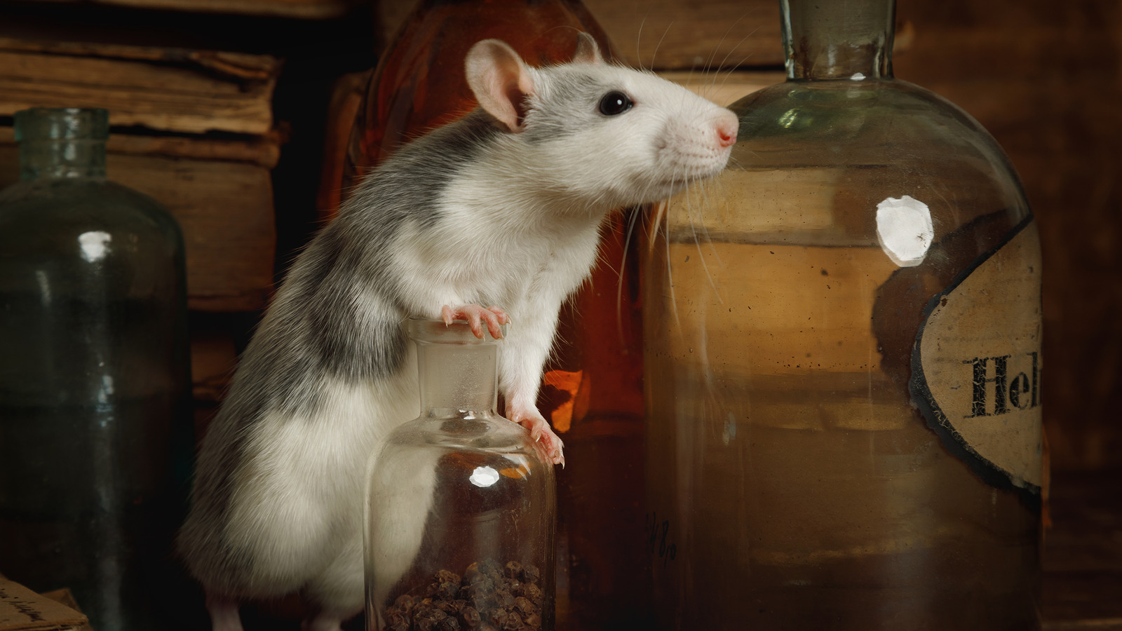 Here's What's Attracting All Those Rats To Your Attic