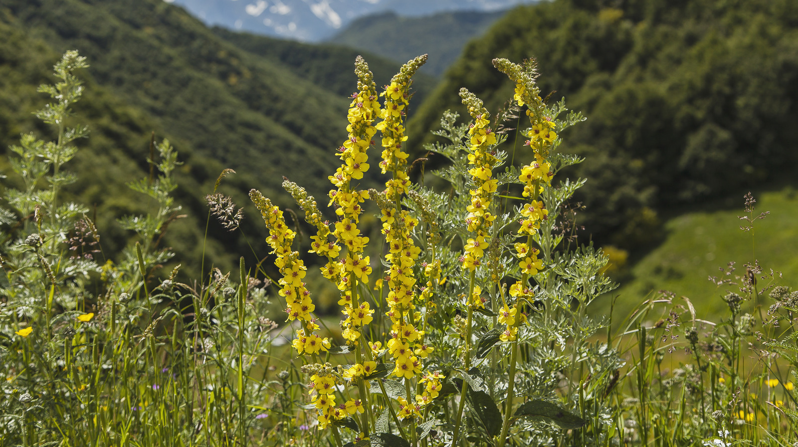 Here's Where You Might Have To Deal With The Invasive Mullein Plant