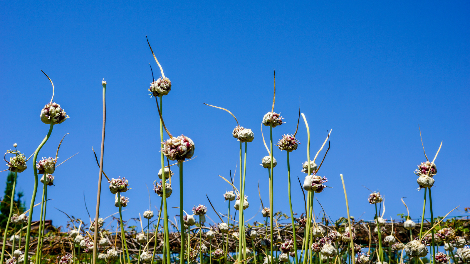 Here's Why Your Garlic Plants Are Flowering (& What To Do About It)