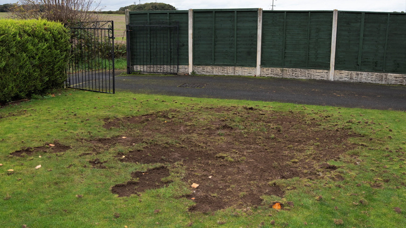 Here's Why Your Grass Is Pulling Up Out Of The Ground (And What To Do ...