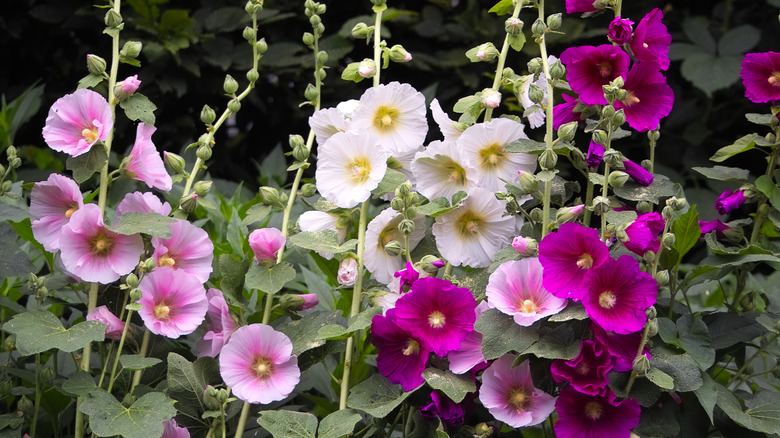 Hollyhock Everything You Should Know Before Planting Hollyhock Everything You Should Know Before Planting