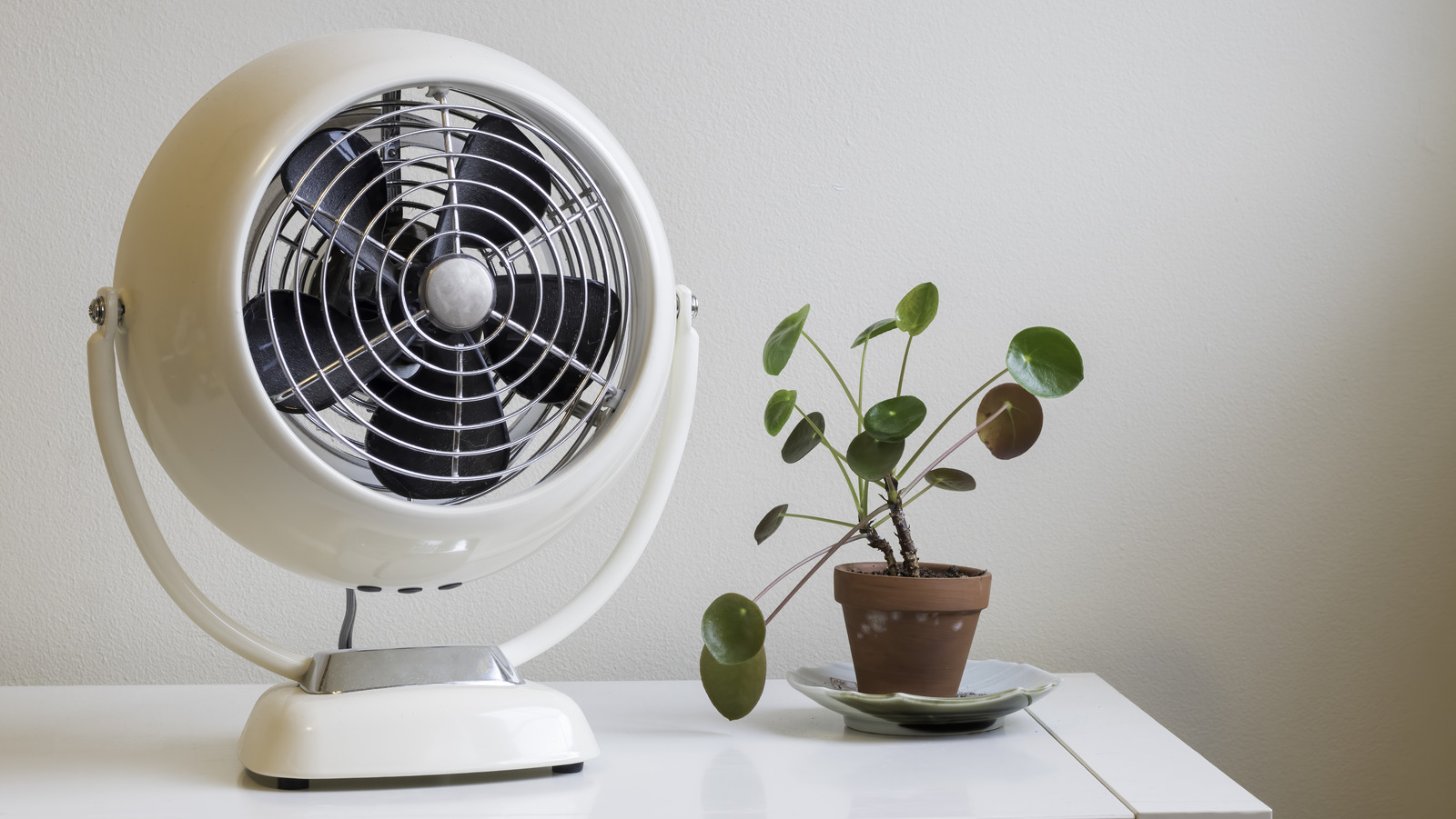 How A Desk Fan Can Help Bring Your Indoor Seedlings To Life