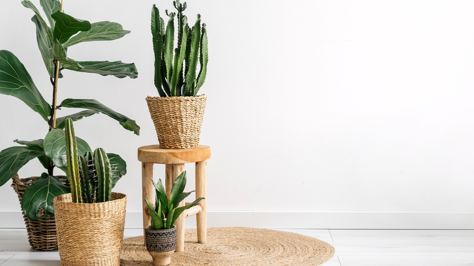 How A Simple IKEA Stool Can Upgrade Your Indoor Plant Game - House ...