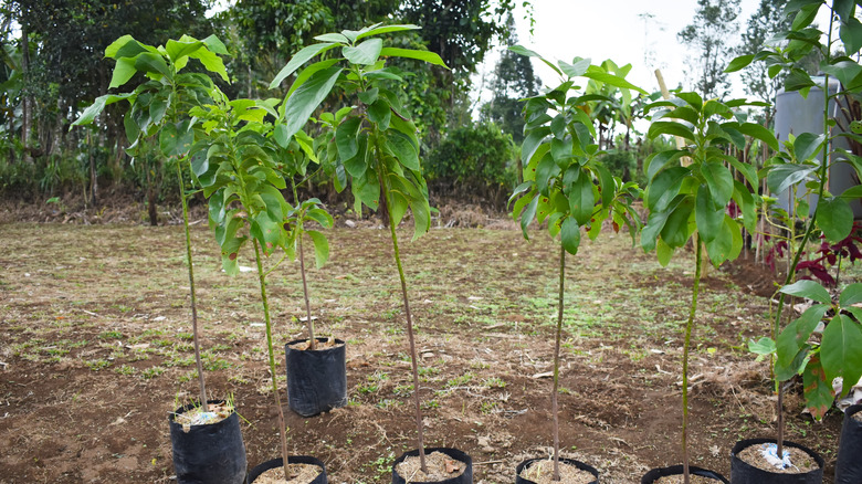 How And When To Fertilize Your Avocado Tree