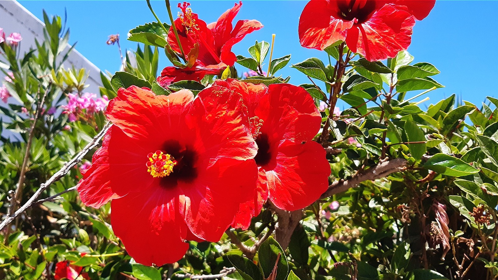 How And When To Prune A Hibiscus Plant In Your Garden How And When To Prune A Hibiscus Plant In Your Garden