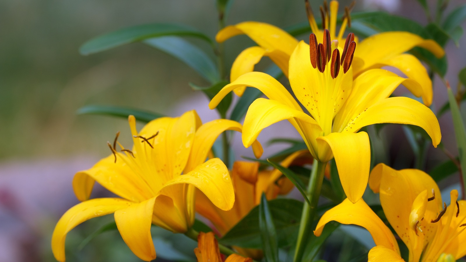 How And Where To Plant Asiatic Lilies For Gorgeous Blooms Every Summer
