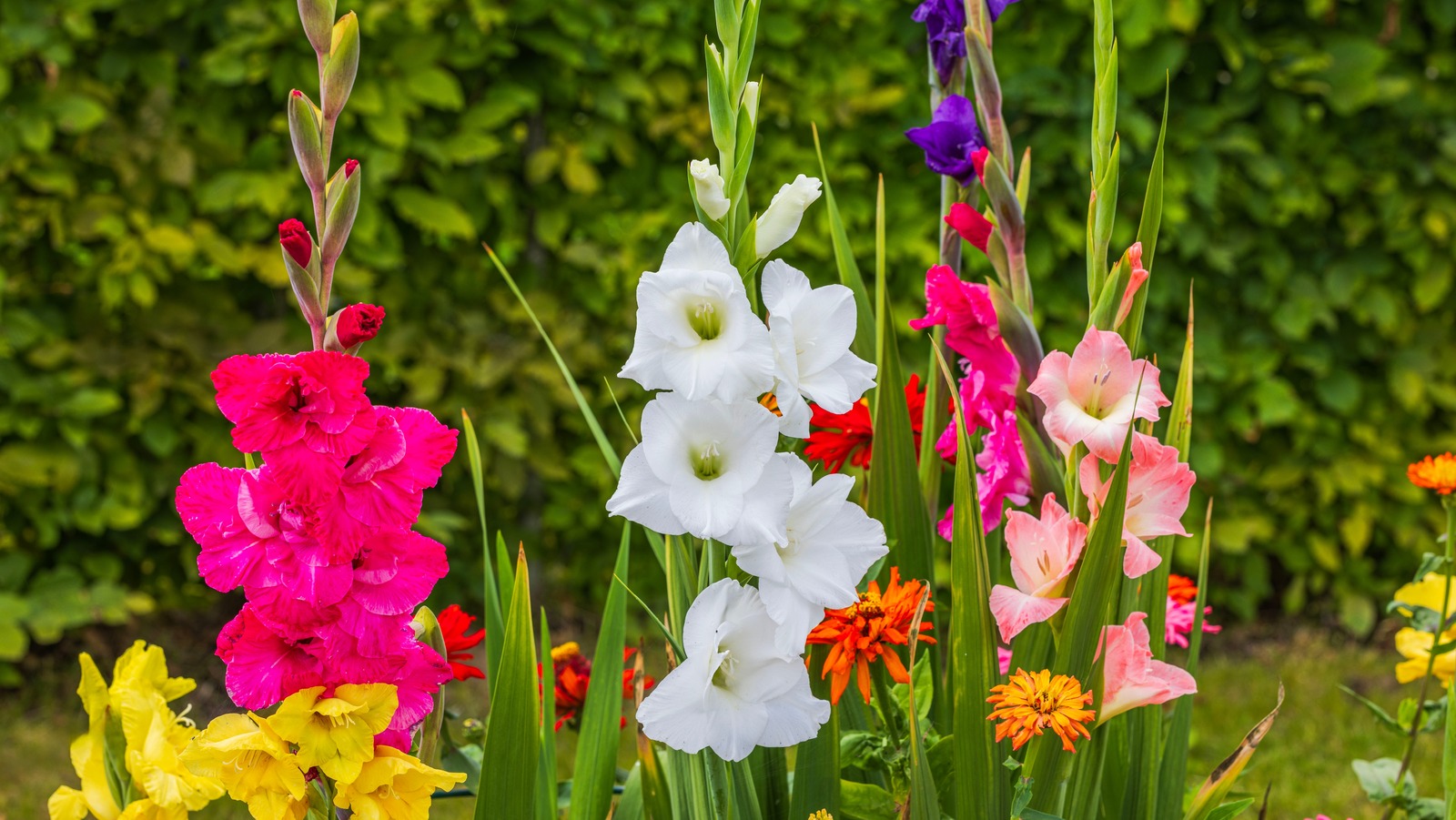 How Do You Keep Gladiolus From Falling Over?