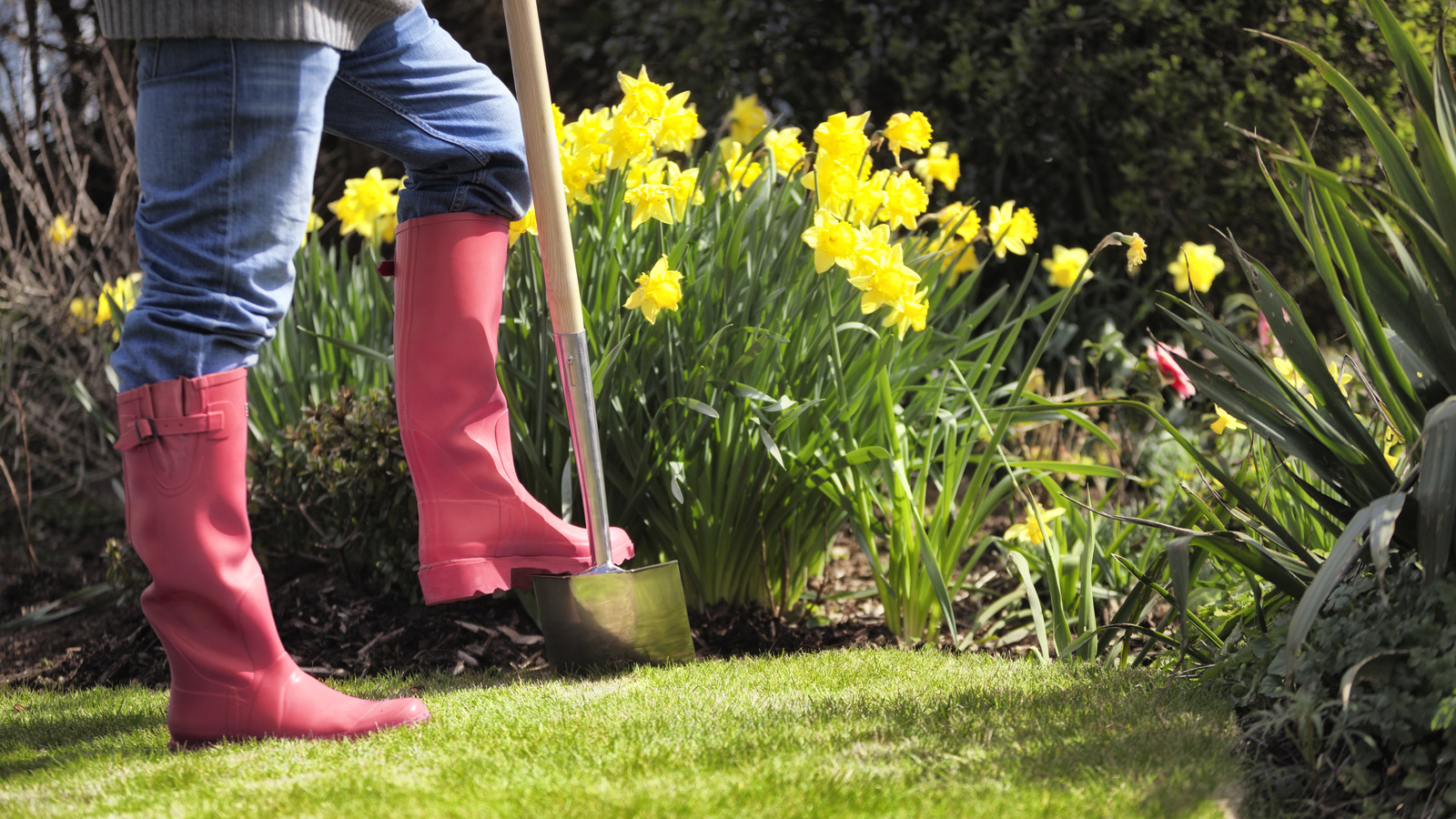 How Much Space Do You Need Between Daffodils, From House Digest's ...