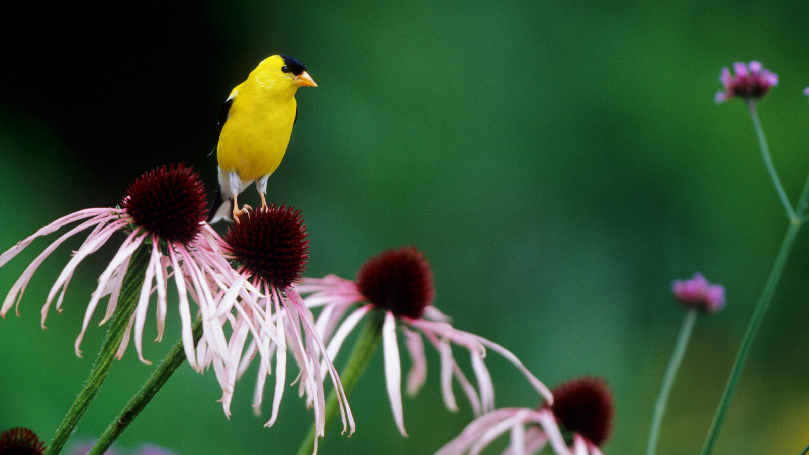 How To Attract A Variety Of Birds To Your Yard With This Habitat Tip