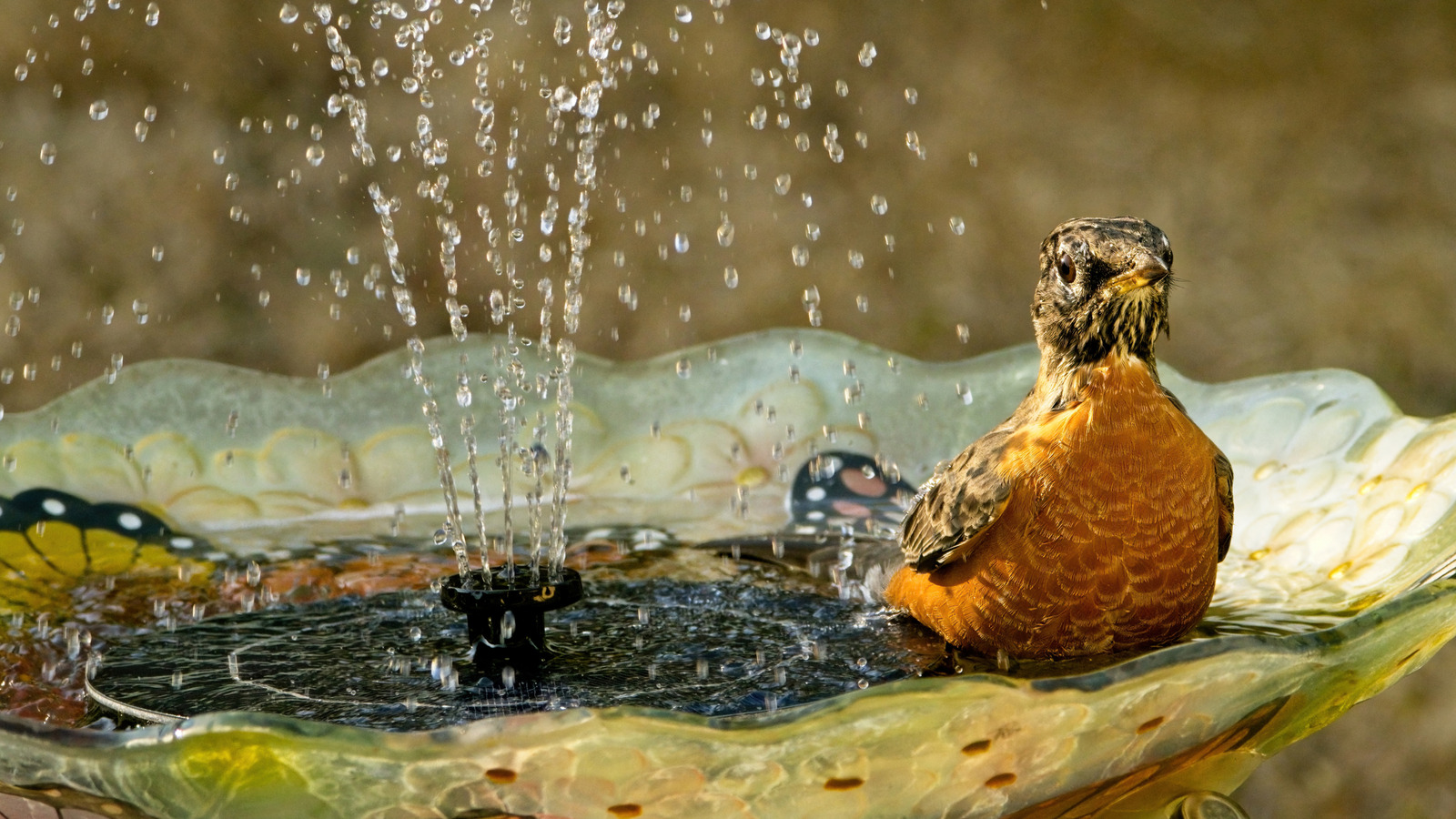How To Attract More Birds With A Swinging Bath They'll Love