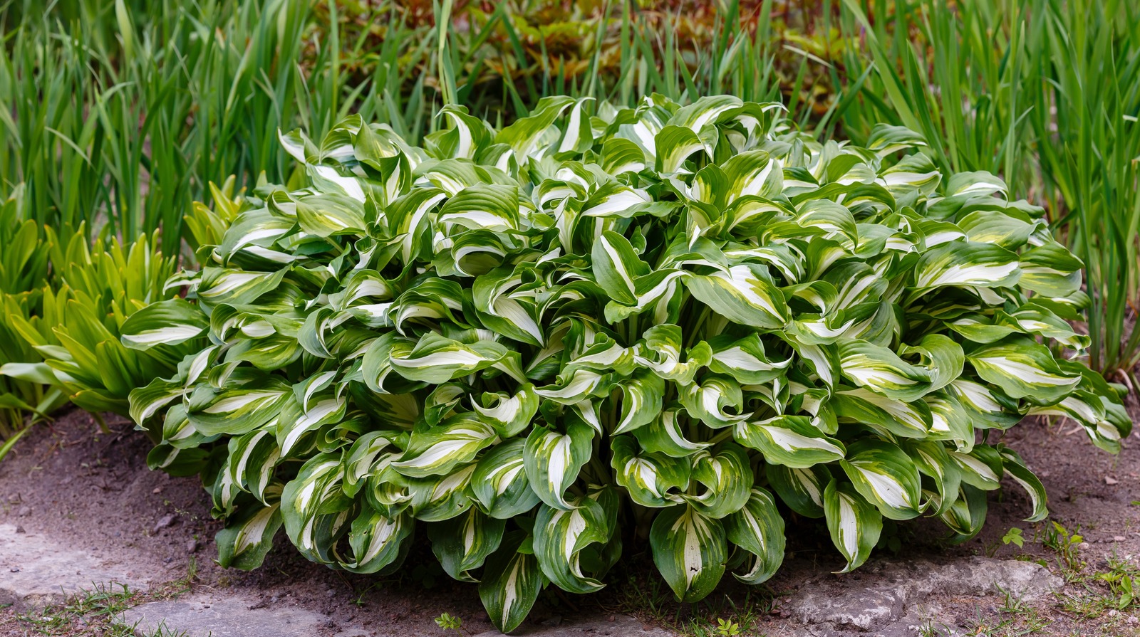 How To Banish Destructive Cutworms From Your Hostas