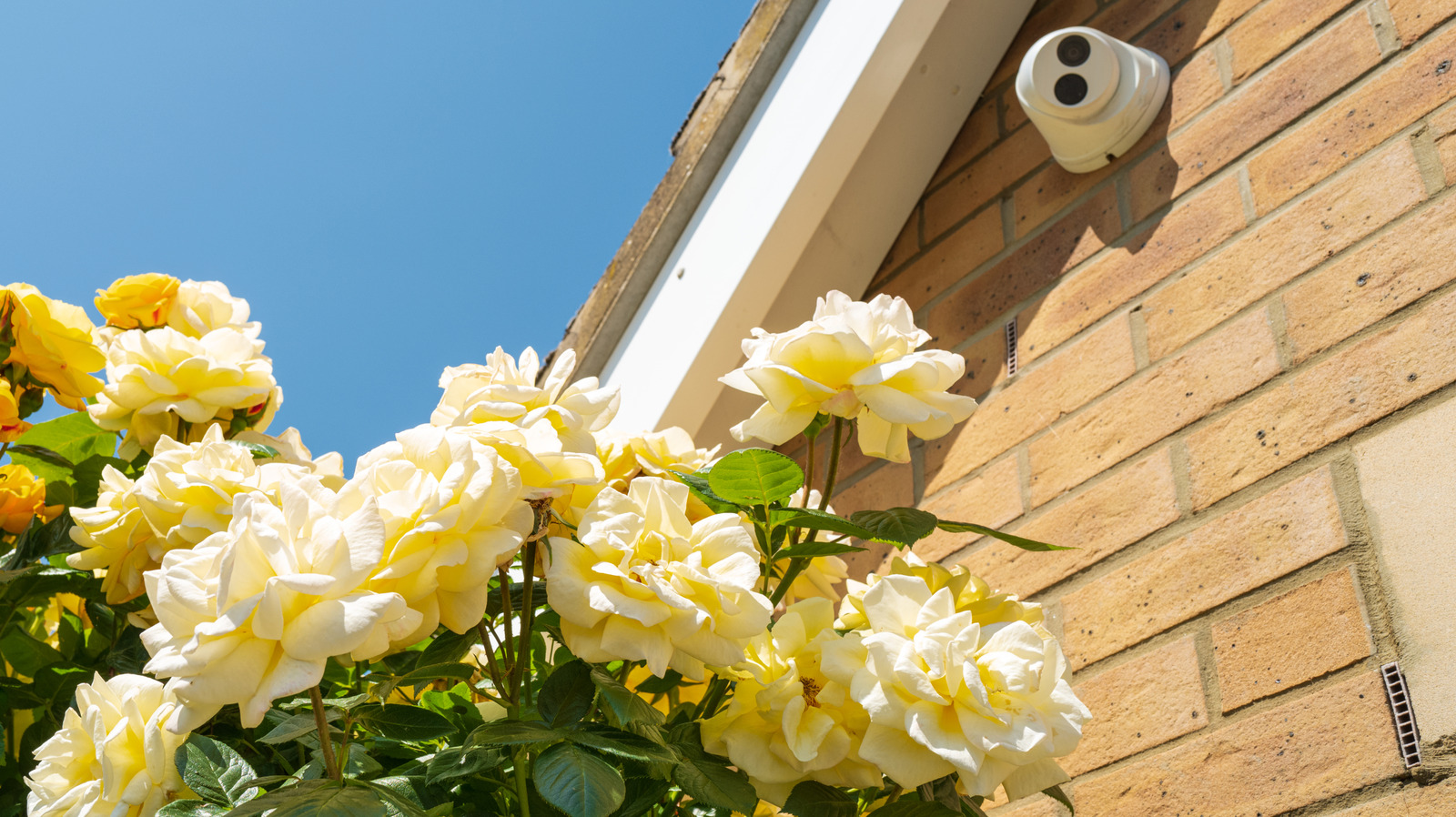 How To Burglar-Proof Your Back Yard To Maximize Home Security
