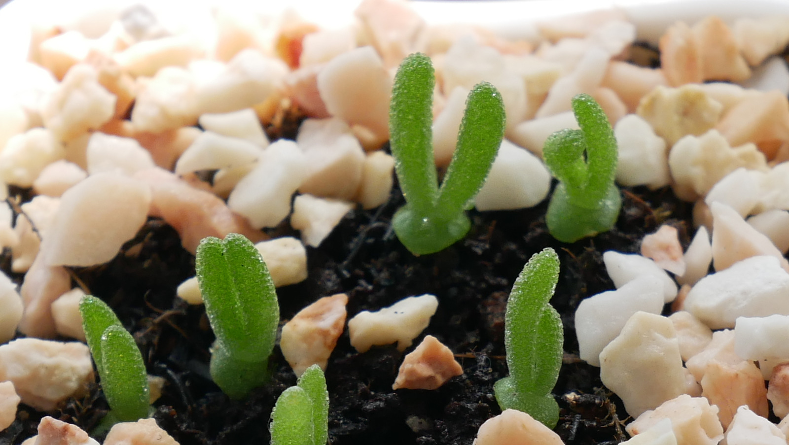 How To Care For A Bunny Succulent