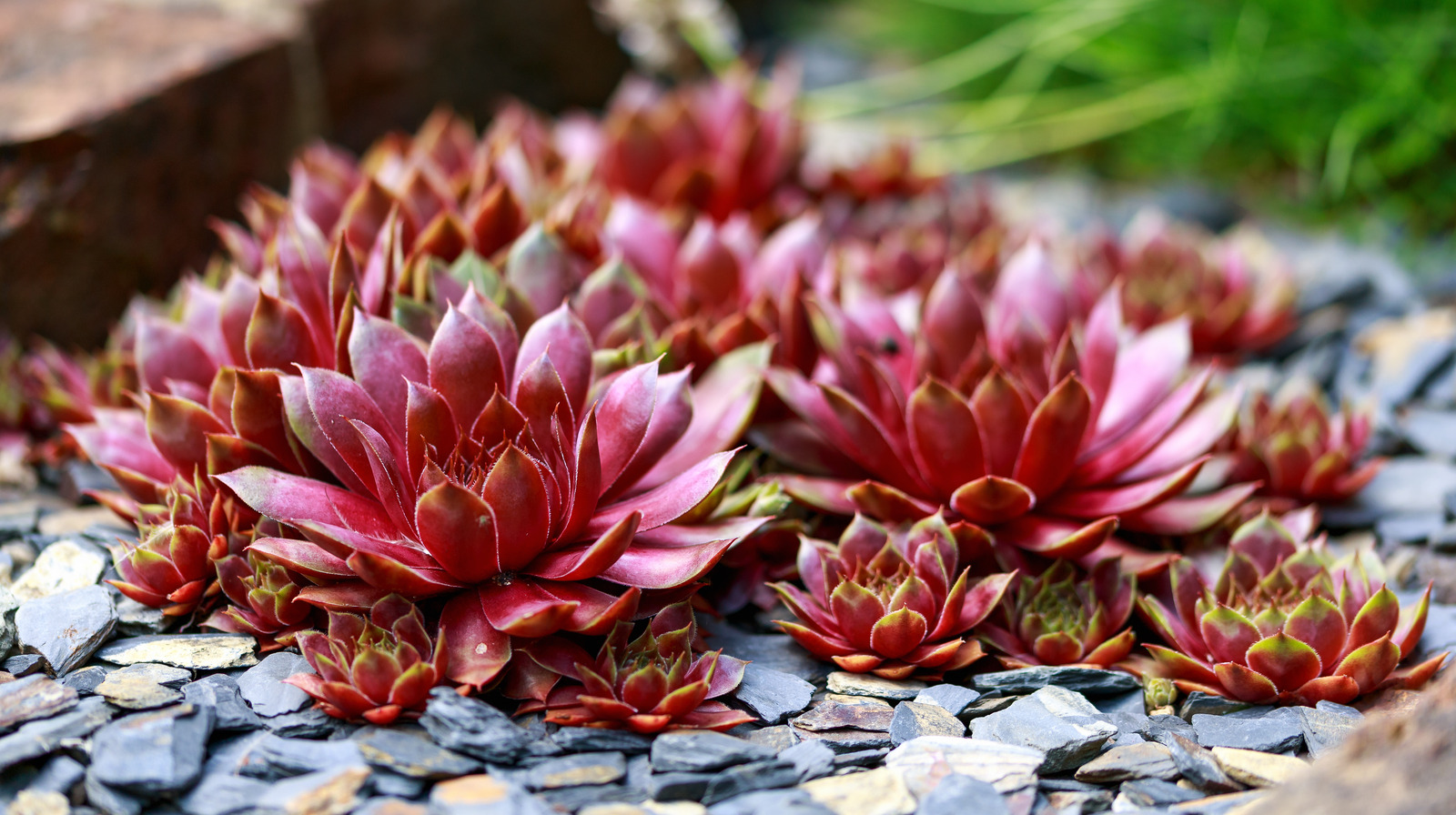 How To Care For A House Leek Plant