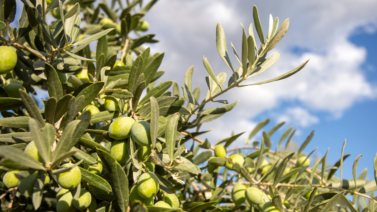 How To Choose An Olive Pit For The Best Chance Of Growing A Successful Tree