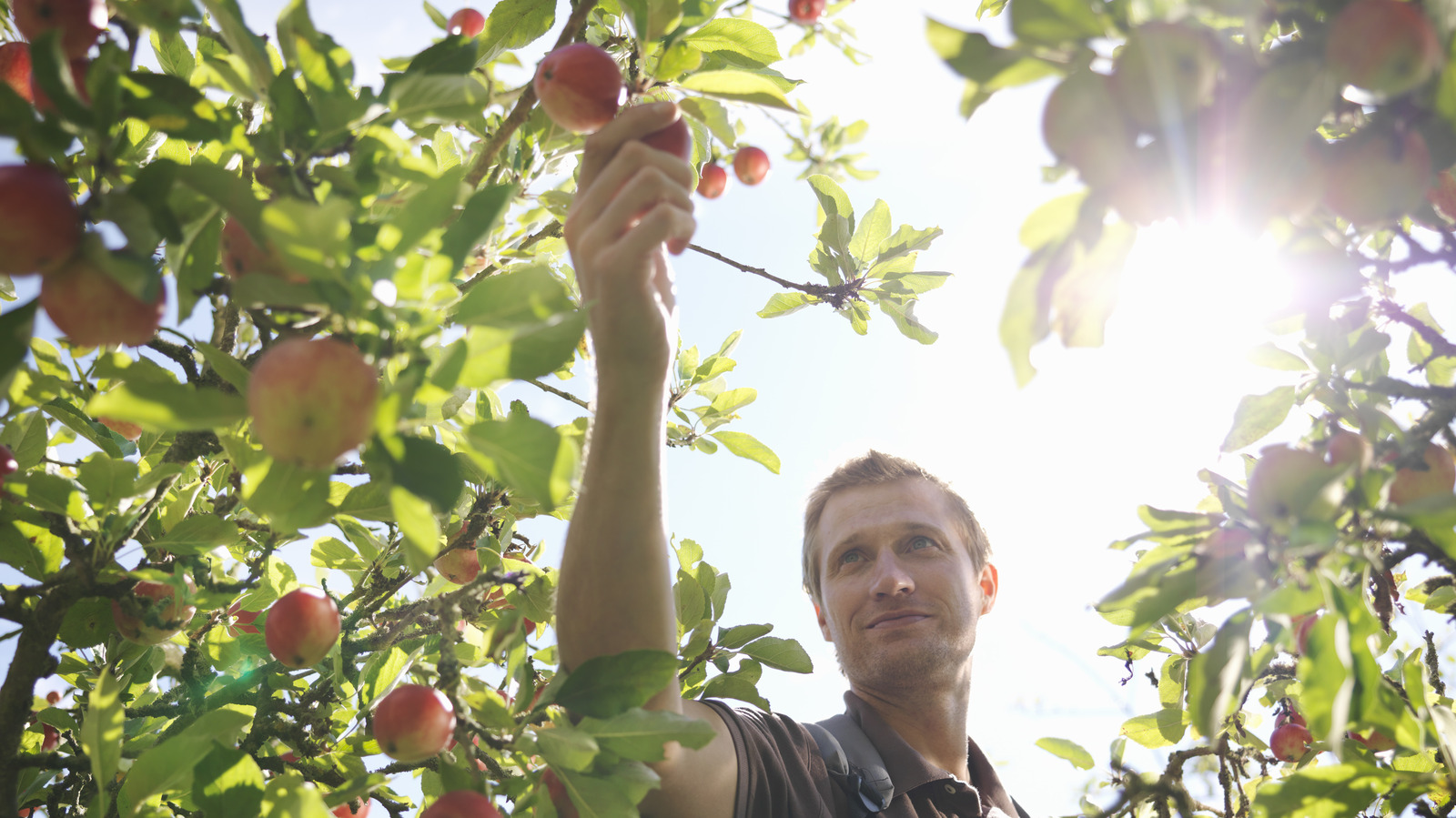 How To Choose And Apply The Right Fertilizer To Your Fruit Trees