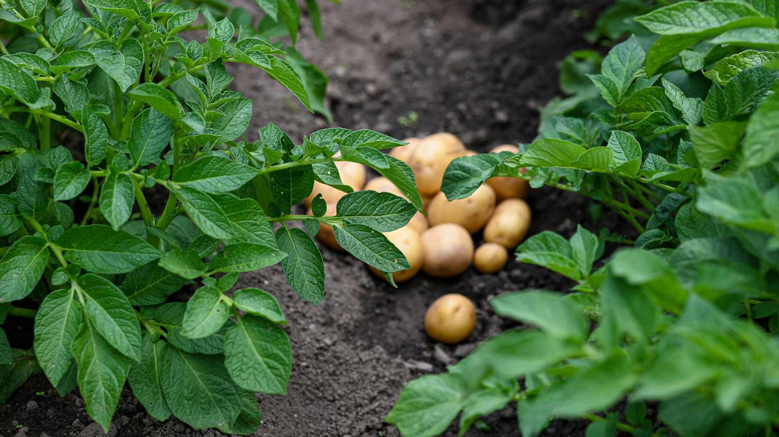 Selecting the Best Companion Plants for Your Potatoes - Global Ideas