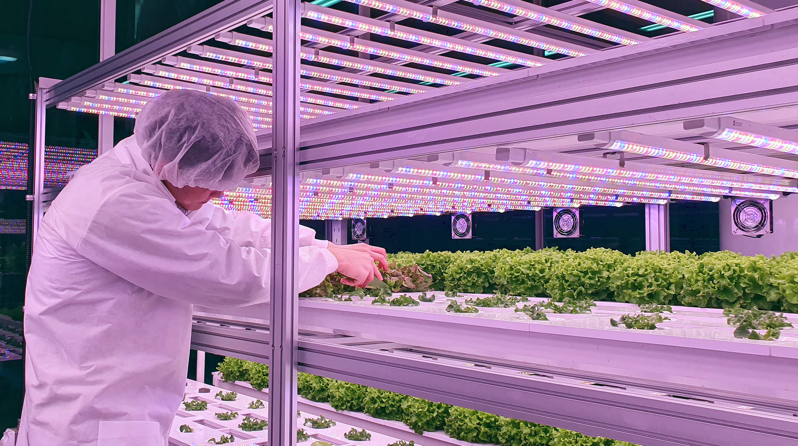 How To Choose The Perfect Grow Light To Help Your Plants Thrive – House ...