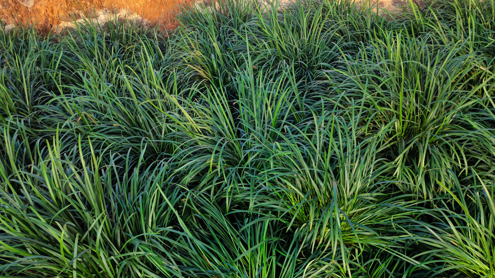 How To Choose Which Mondo Grass Variety Is A Better Ground Cover For ...