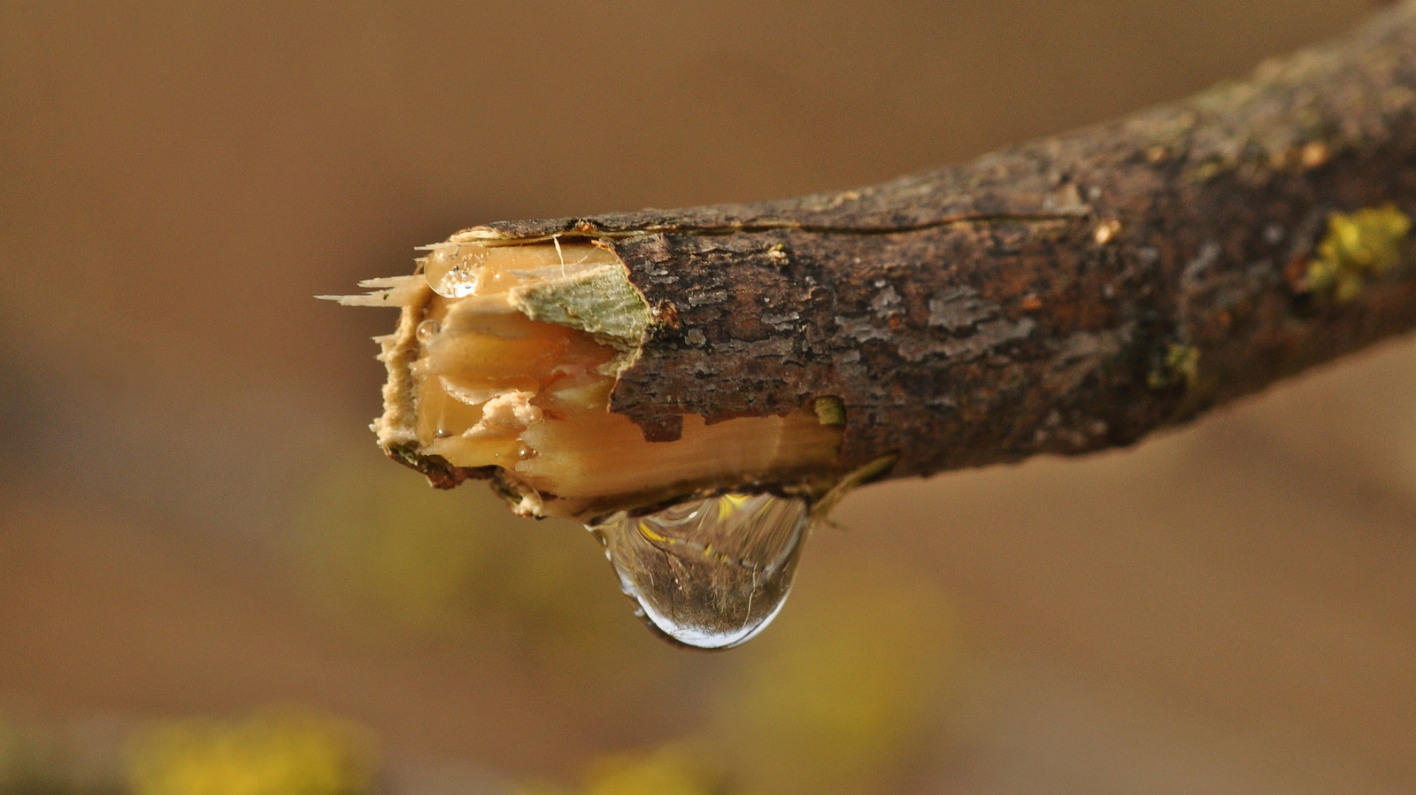 How To Clean Tree Sap Off Of Vinyl Siding How To Clean Tree Sap Off Of Vinyl Siding