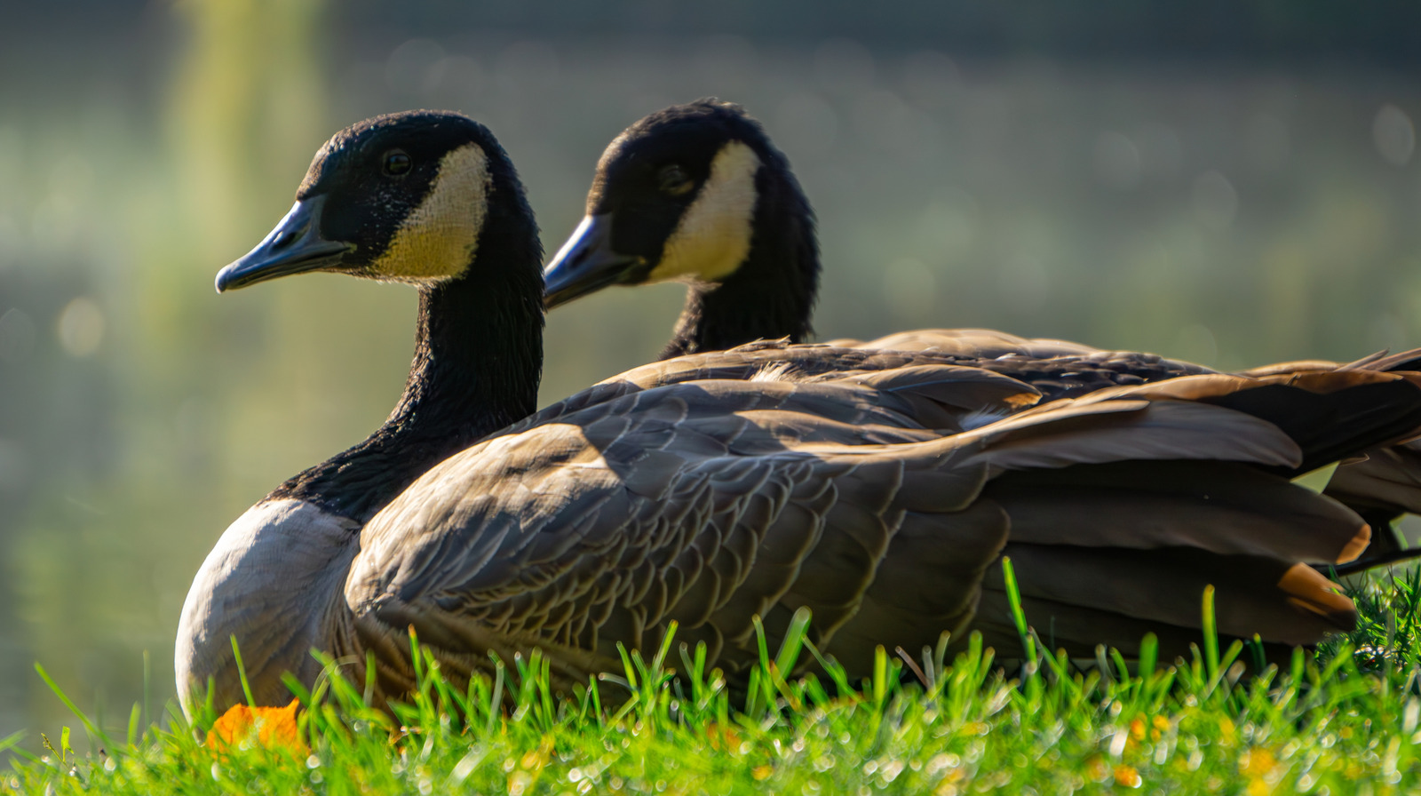 How To Deal With Canada Geese Pooping On Your Lawn