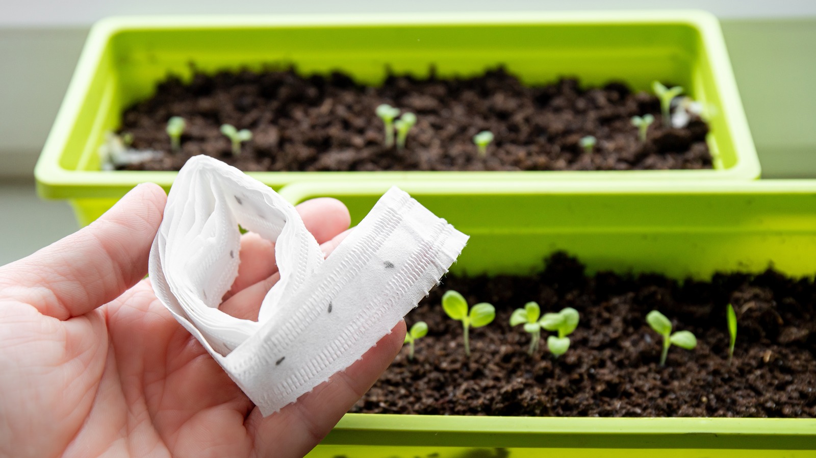 How To DIY Seed Tape To Make Gardening Easier