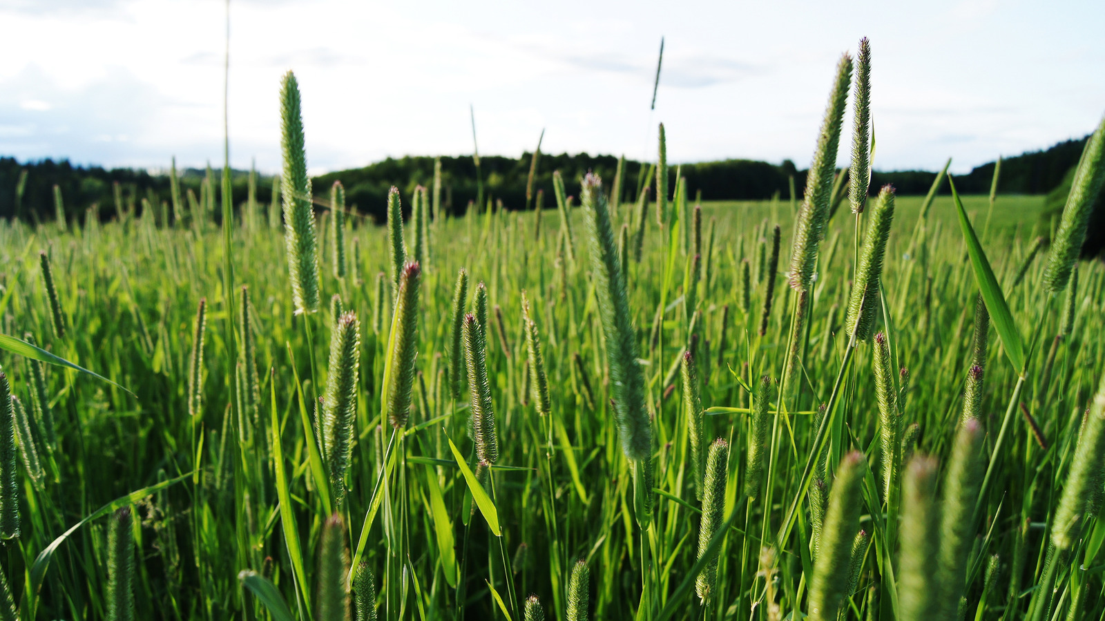 How To Easily Identify And Care For Timothy Grass