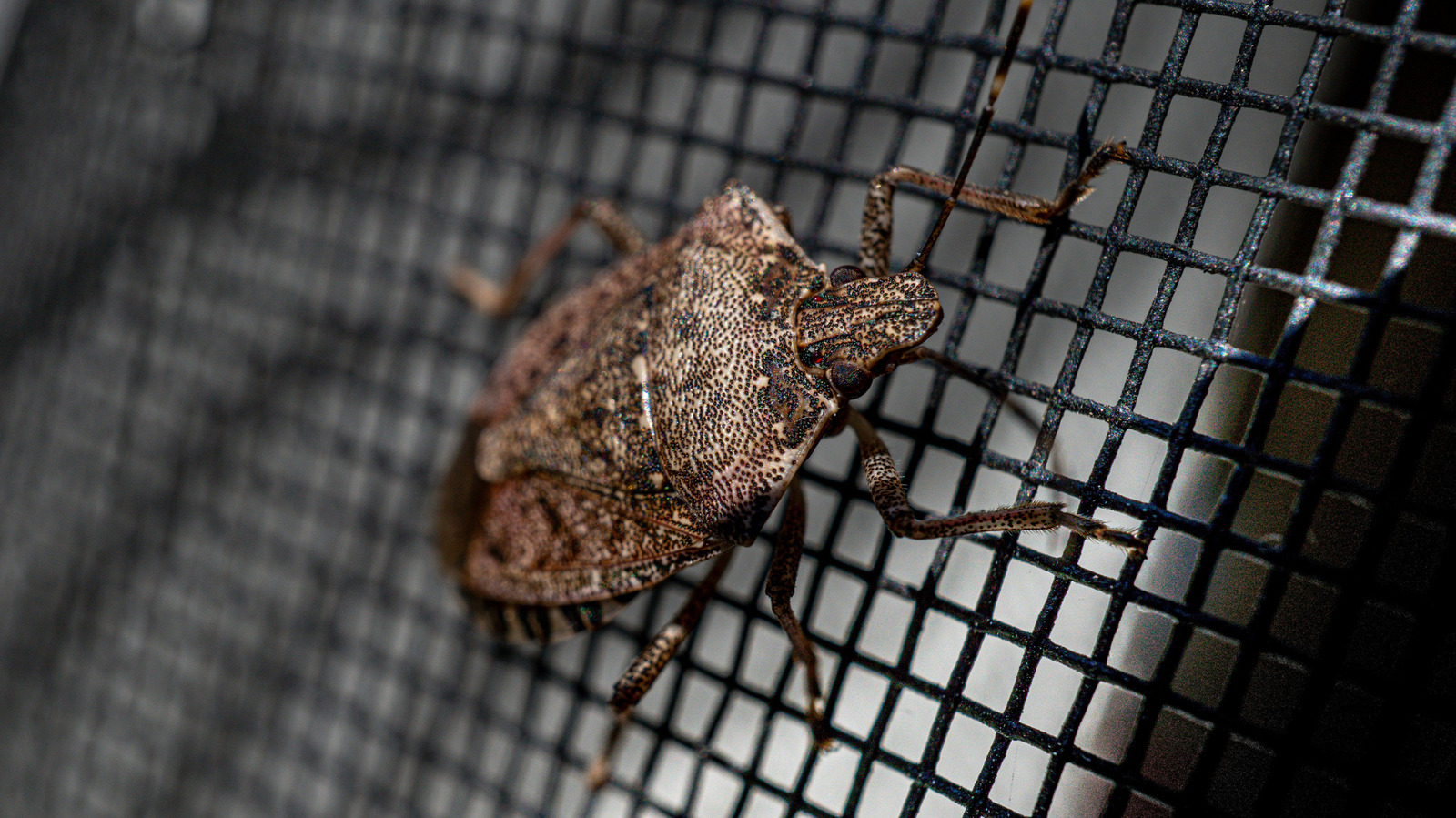 How To Eradicate Stink Bugs Without Releasing Their Scent